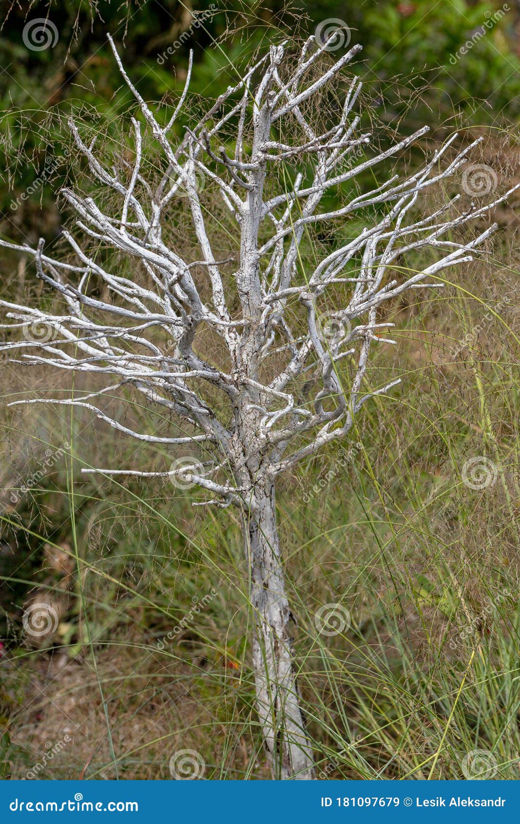 Symbolic Conceptual Natural Background of Dried Tree, Branches in ...