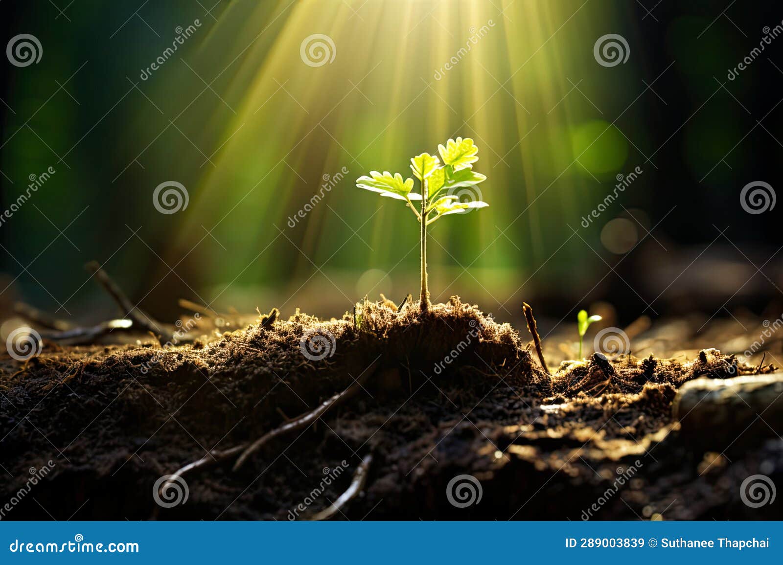 Symbolic Growth: Young Tree from Soil in Spring Generative AI Stock ...