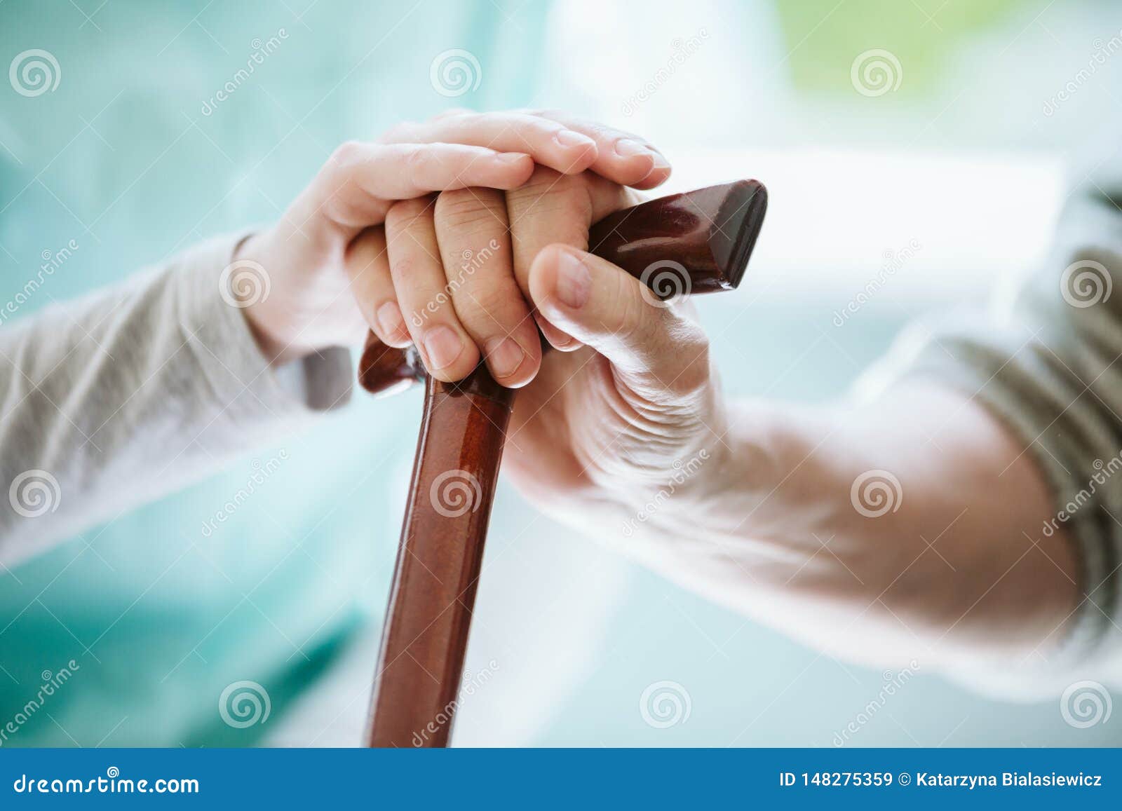 Young Elder Tree Sambucus Nigra Stock Photography | CartoonDealer.com ...