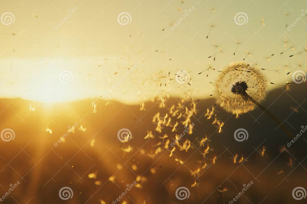 A Symbolic Representation of Freedom Stock Photo - Image of resilience ...