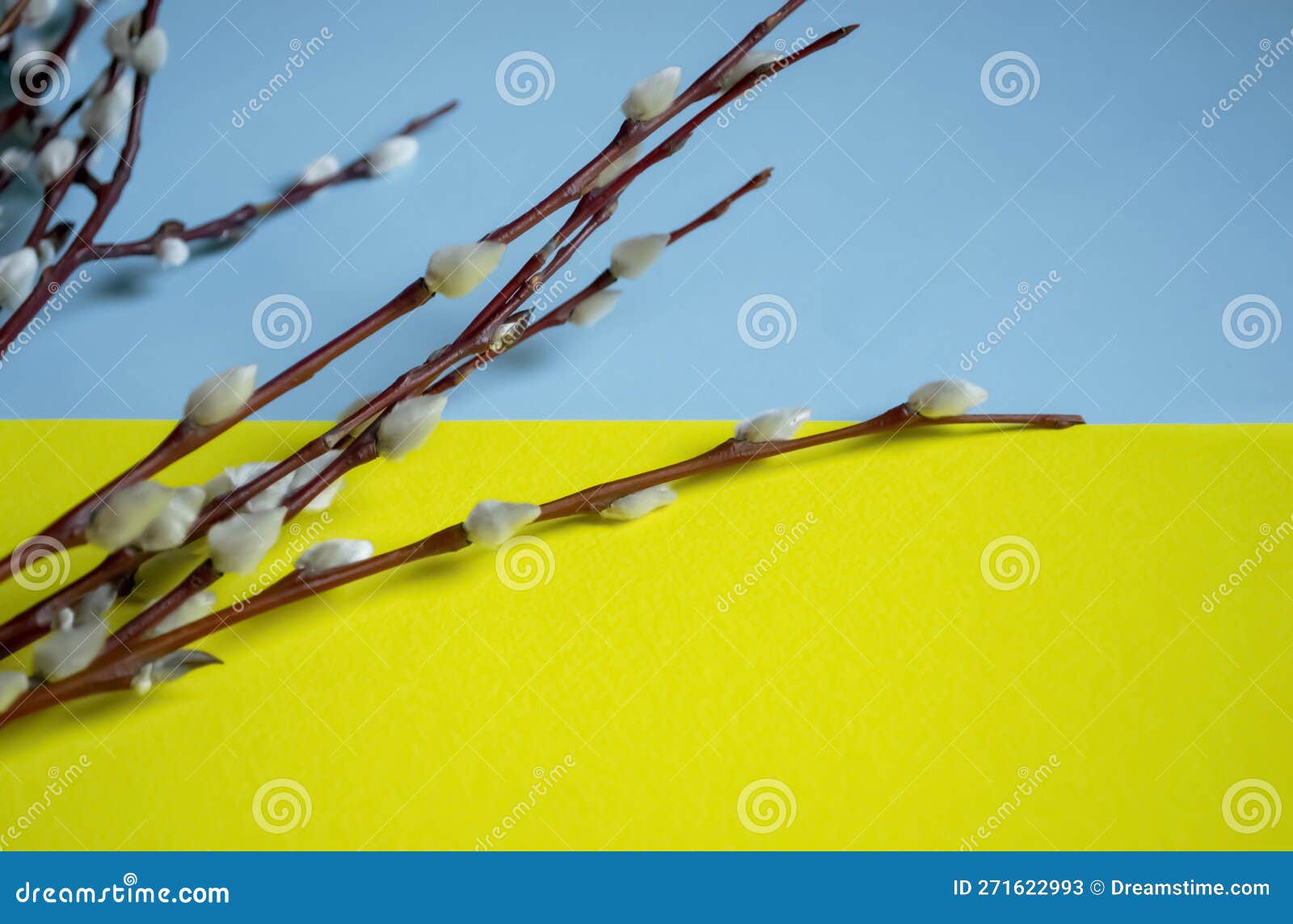 Willow Branches with Fluffy Buds on the Background of the Flag of ...