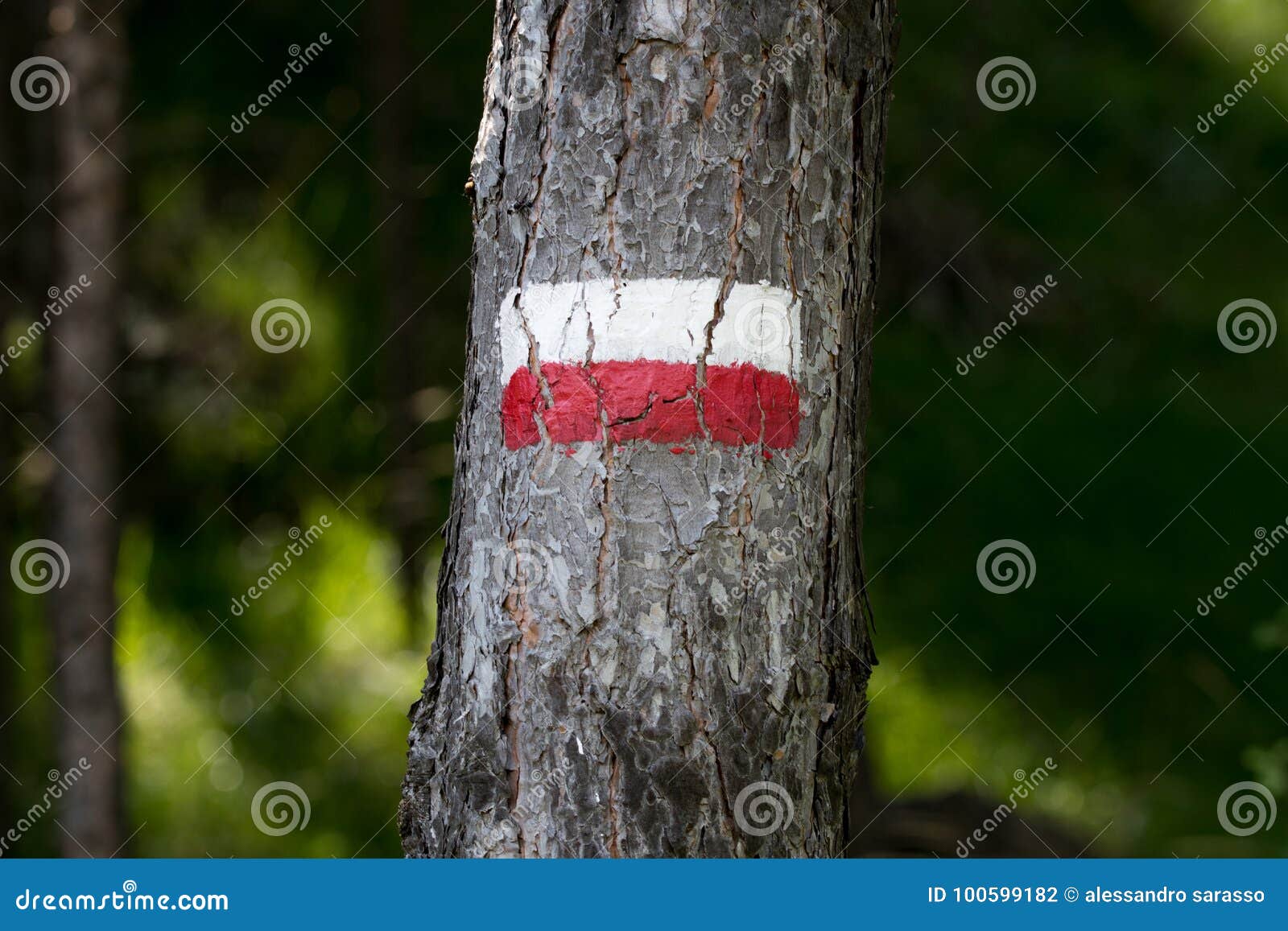 Symbols and Signs in the Forest Paths Stock Photo - Image of symbols ...