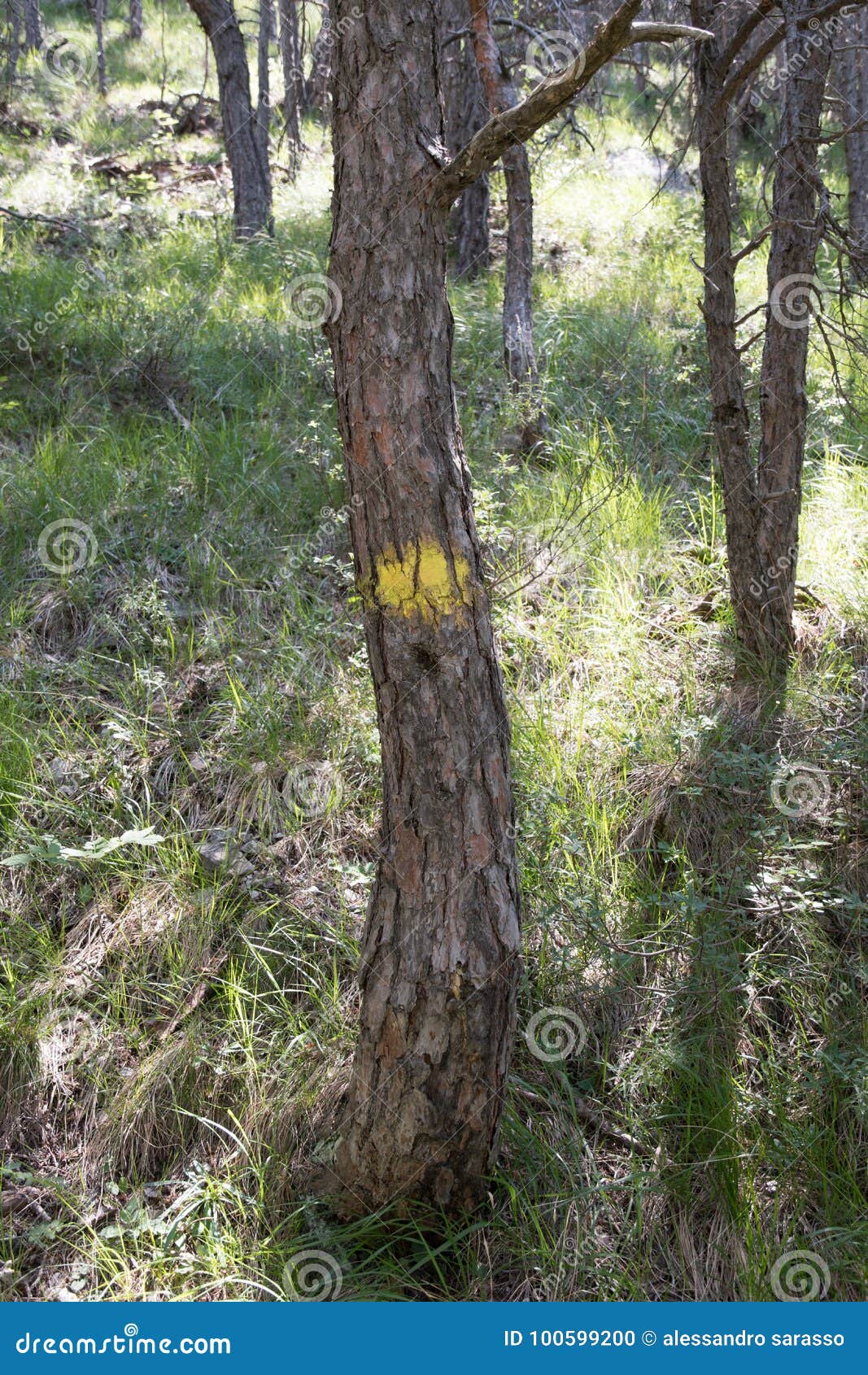 Symbols and Signs in the Forest Paths Stock Photo - Image of travel ...