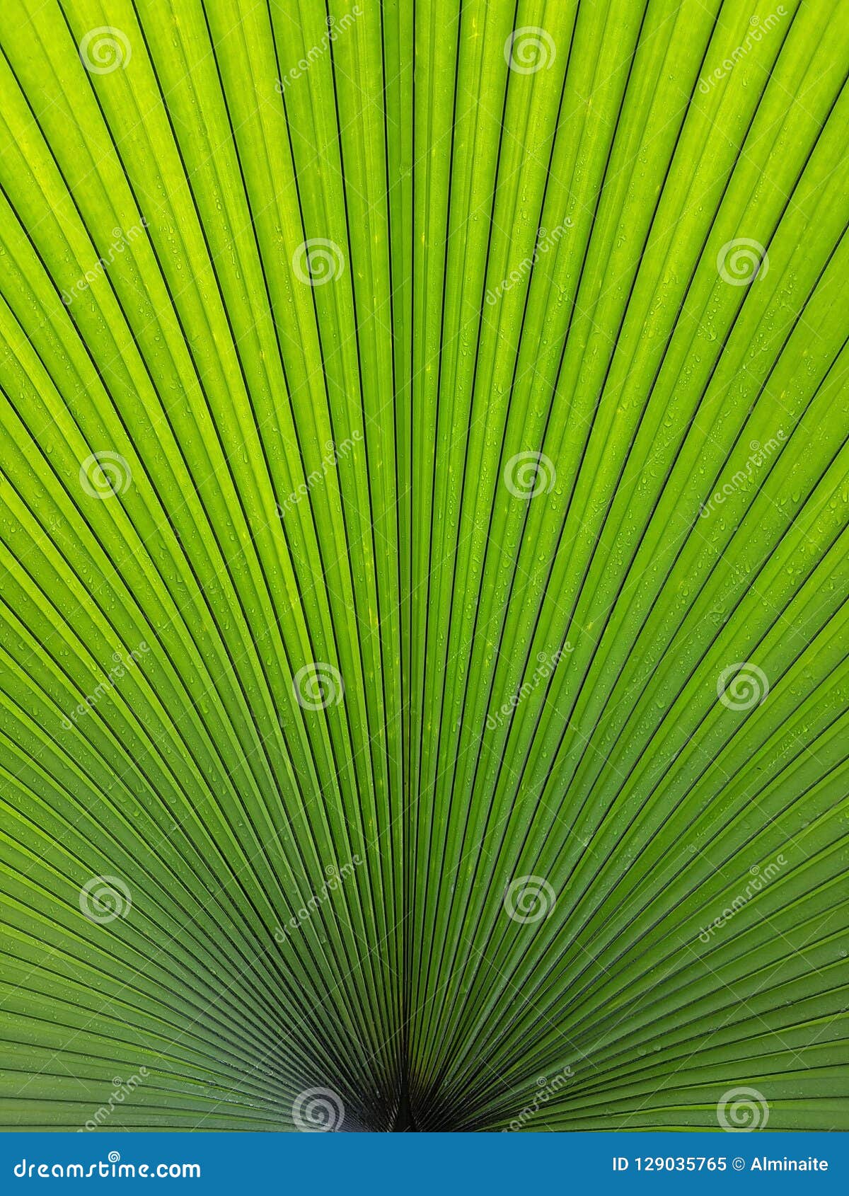 Tropical Green Leaf Lines Pattern Background Stock Image - Image of ...