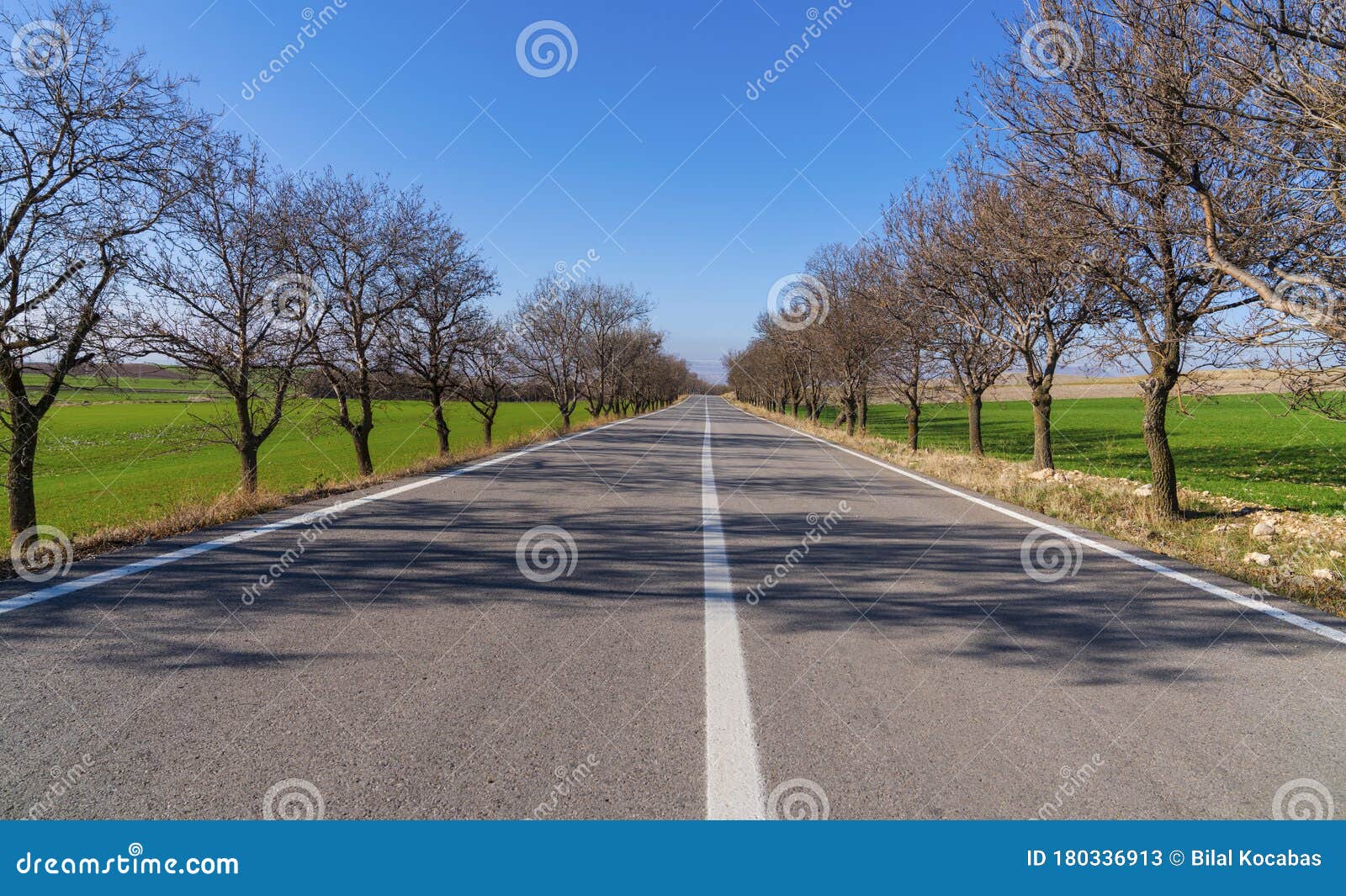 Symmetric Asphalt Path in between Rows of Trees and Green Fields Stock ...
