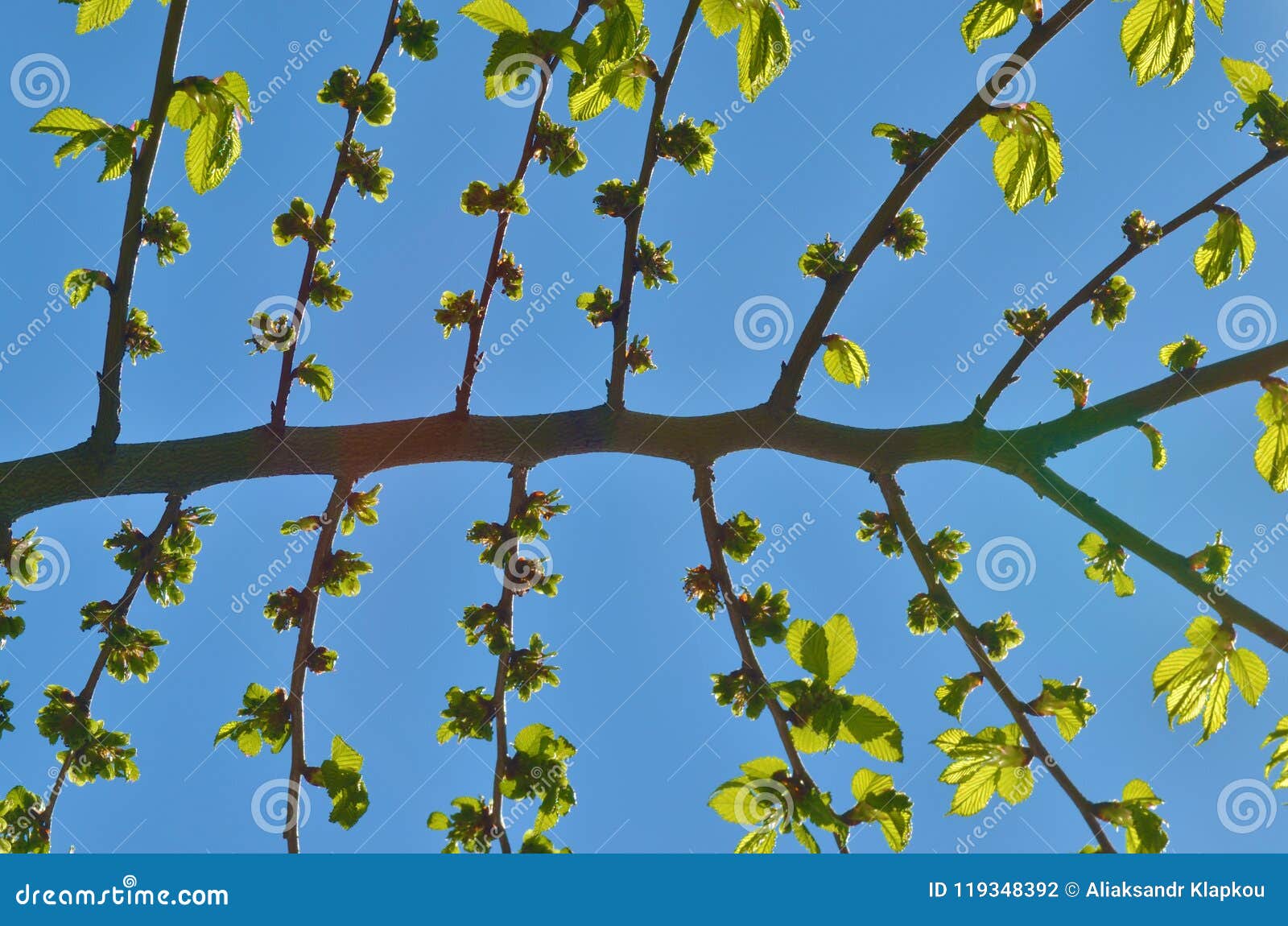 The Symmetric Branches in a Tree. Stock Photo - Image of nature, shape ...