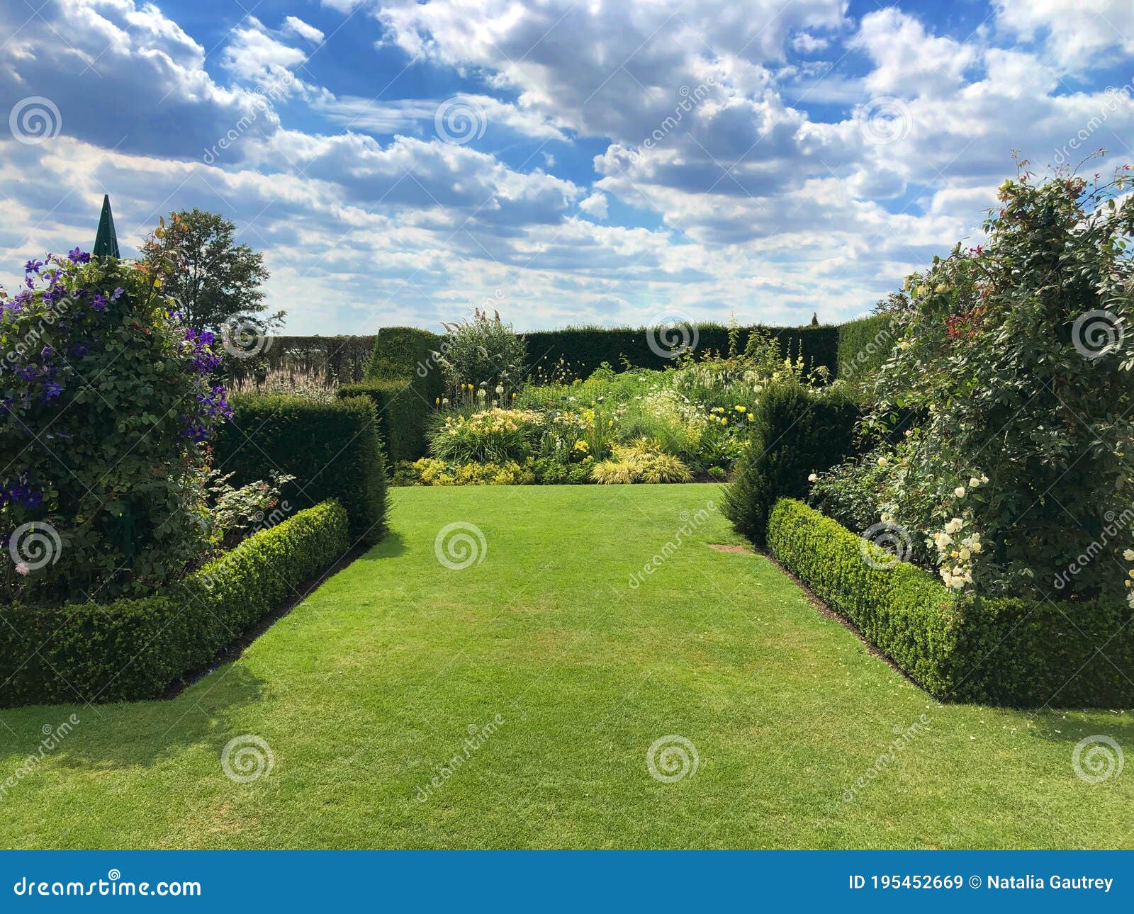 Symmetric, Perspective View of Grass Path with Lavender and Topiary on ...