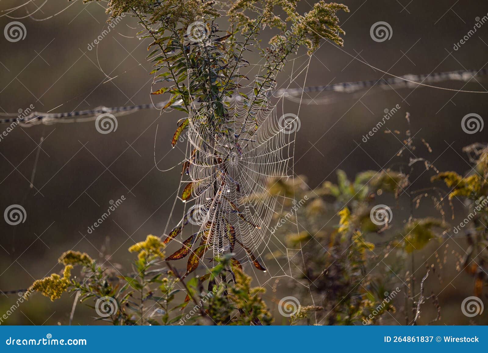 Symmetric Spider Web Hanging on the Plants in the Forest Stock Image ...