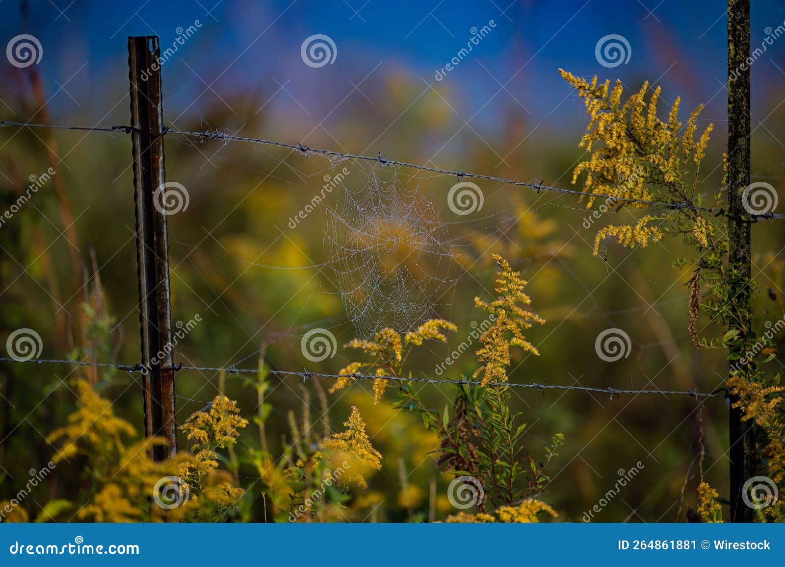 Symmetric Spider Web Hanging on the Plants in the Forest Stock Image ...