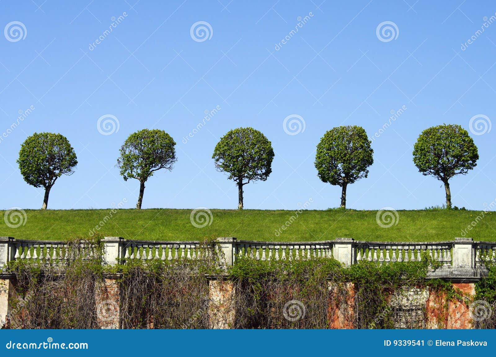 Symmetric Trees Over Old Fence Stock Image - Image of green, fence: 9339541