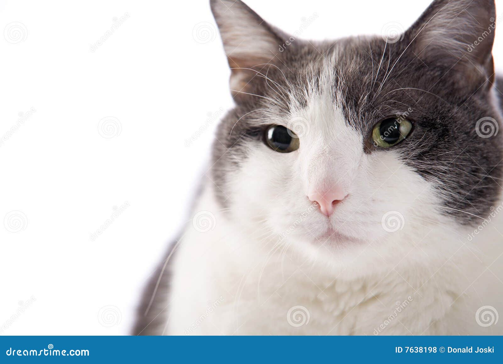 Symmetrical cat portrait stock photo. Image of cute, purr - 7638198