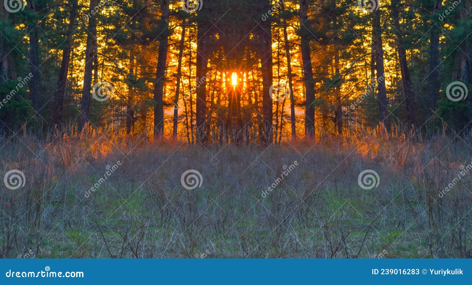 Symmetrical Forest Glade at the Sunset Stock Image - Image of wonderful ...