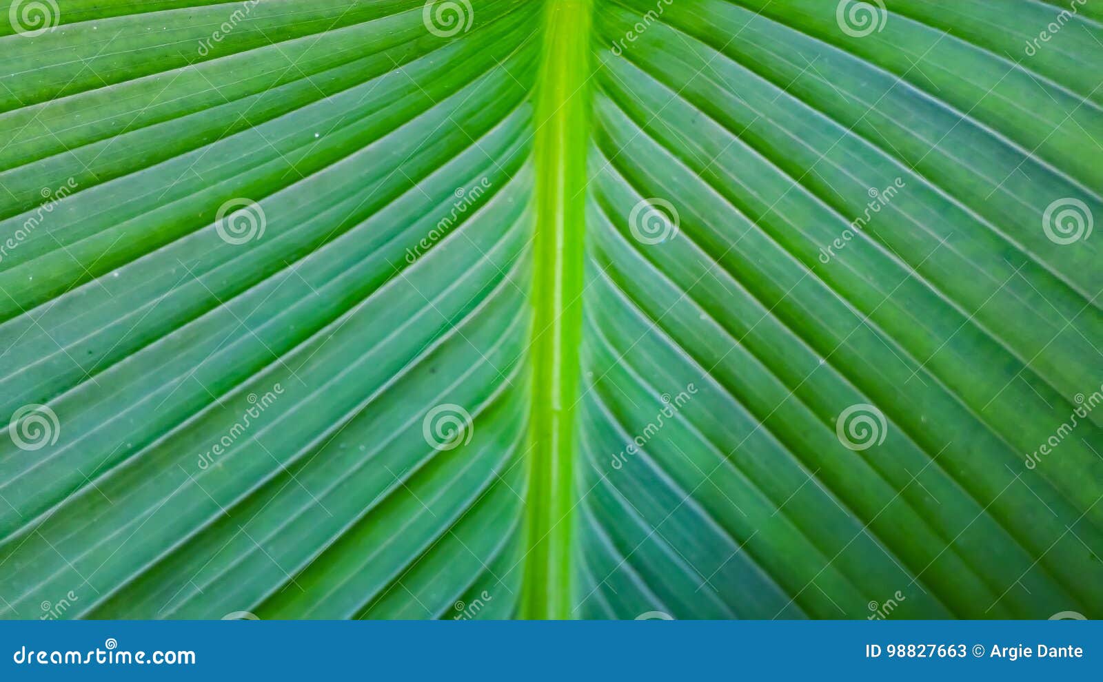 Lines and Patterns in Plant Leaves Stock Image - Image of patterned ...