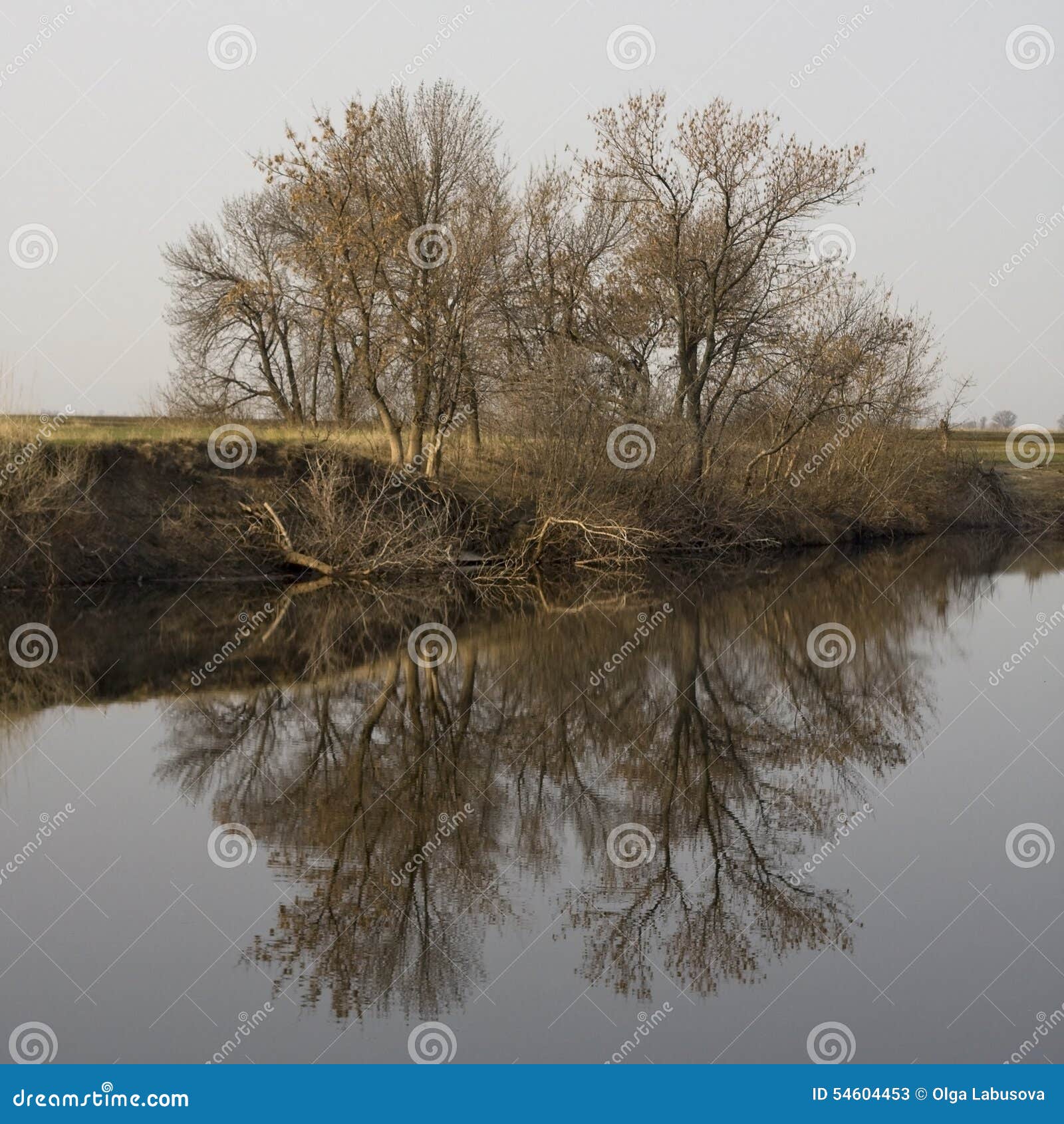 Symmetrical Reflection of Trees in the Water in Early Spring Stock ...