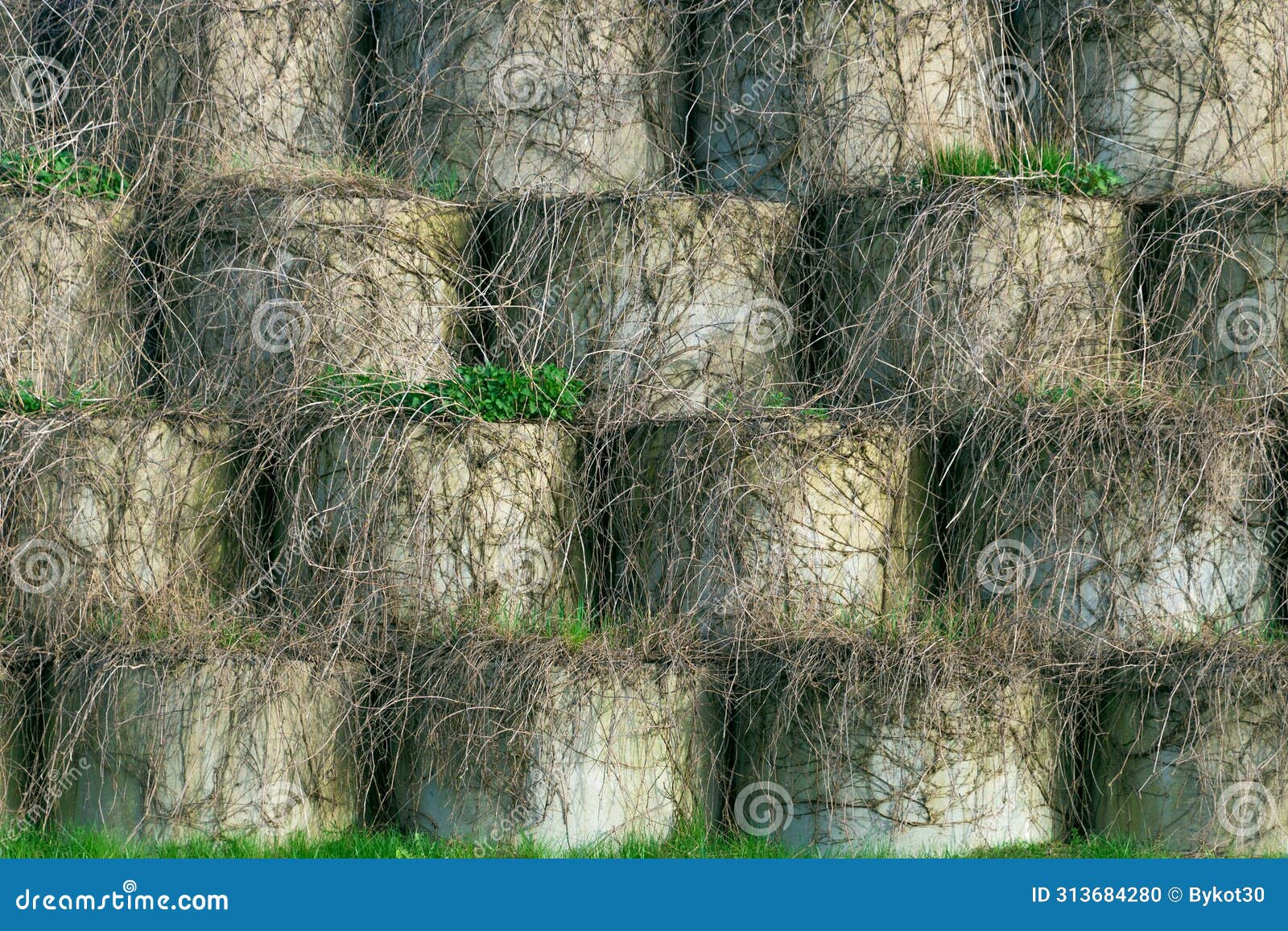 Symmetrical Stone Blocks Covered with Thickets Stock Photo - Image of ...