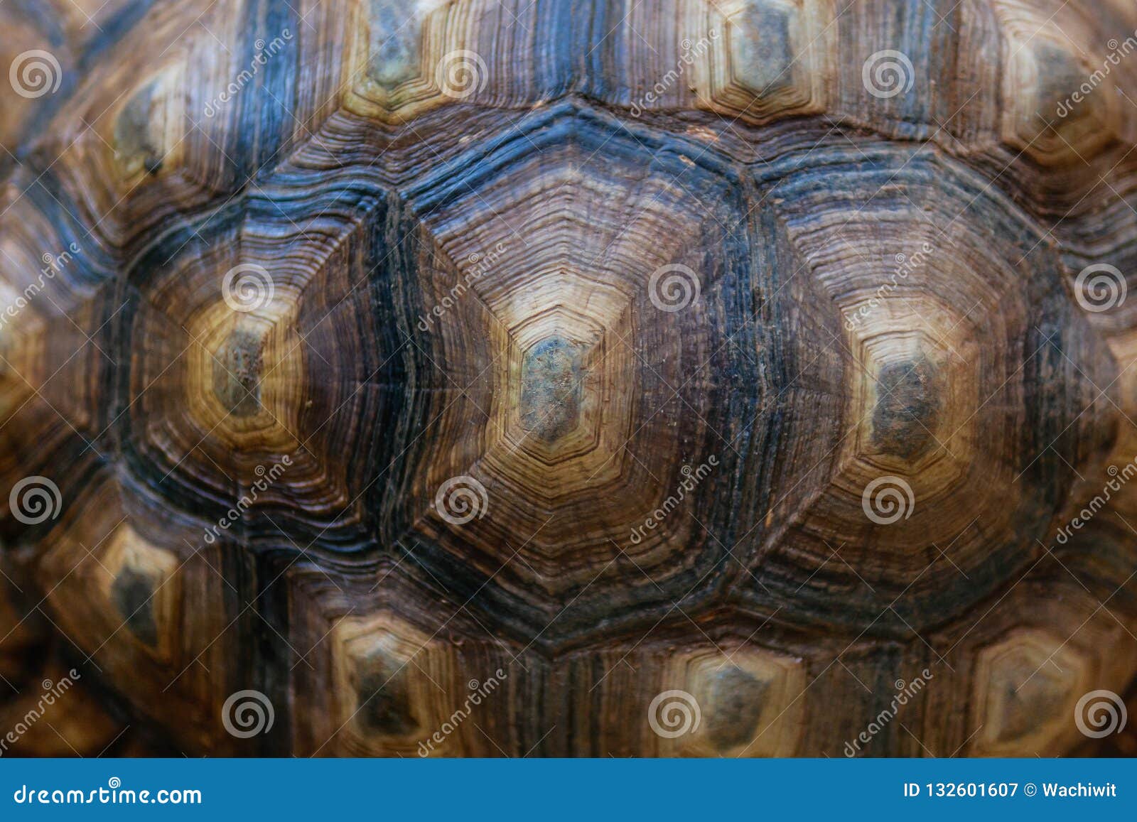 Tortoise Shell Texture Royalty-Free Stock Photography | CartoonDealer ...