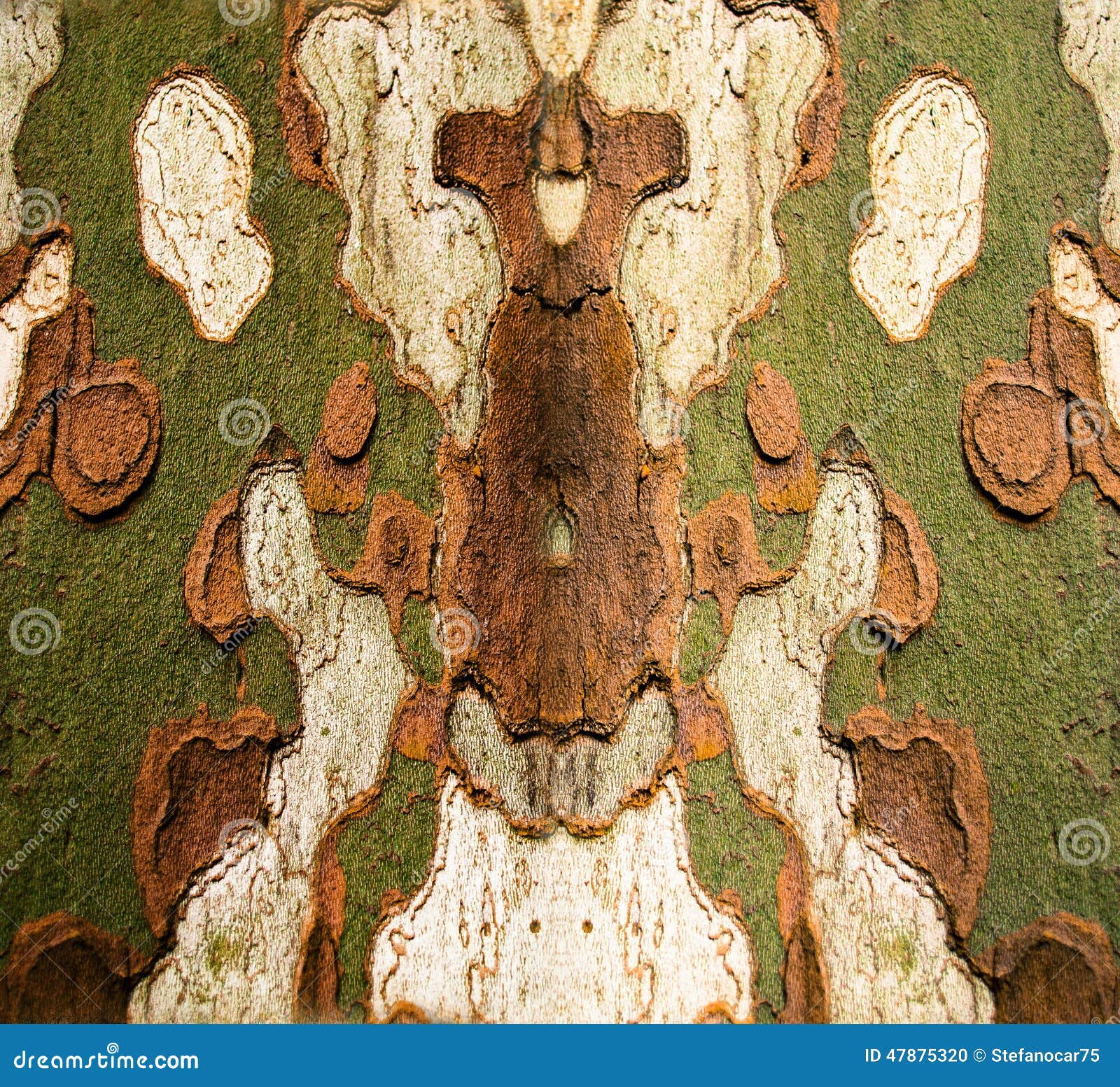 Symmetry Colored Bark of a Tree Outdoor Stock Photo - Image of pattern ...