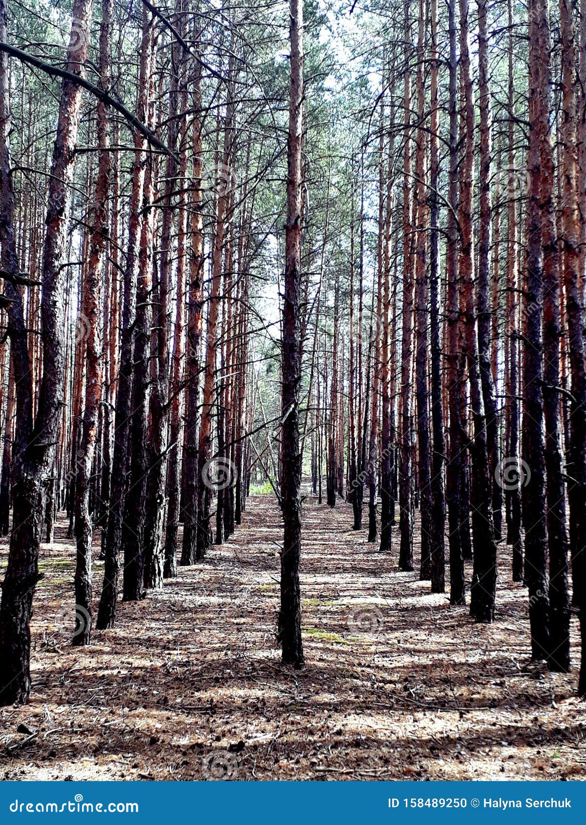 Symmetry in the forest stock photo. Image of forest - 158489250