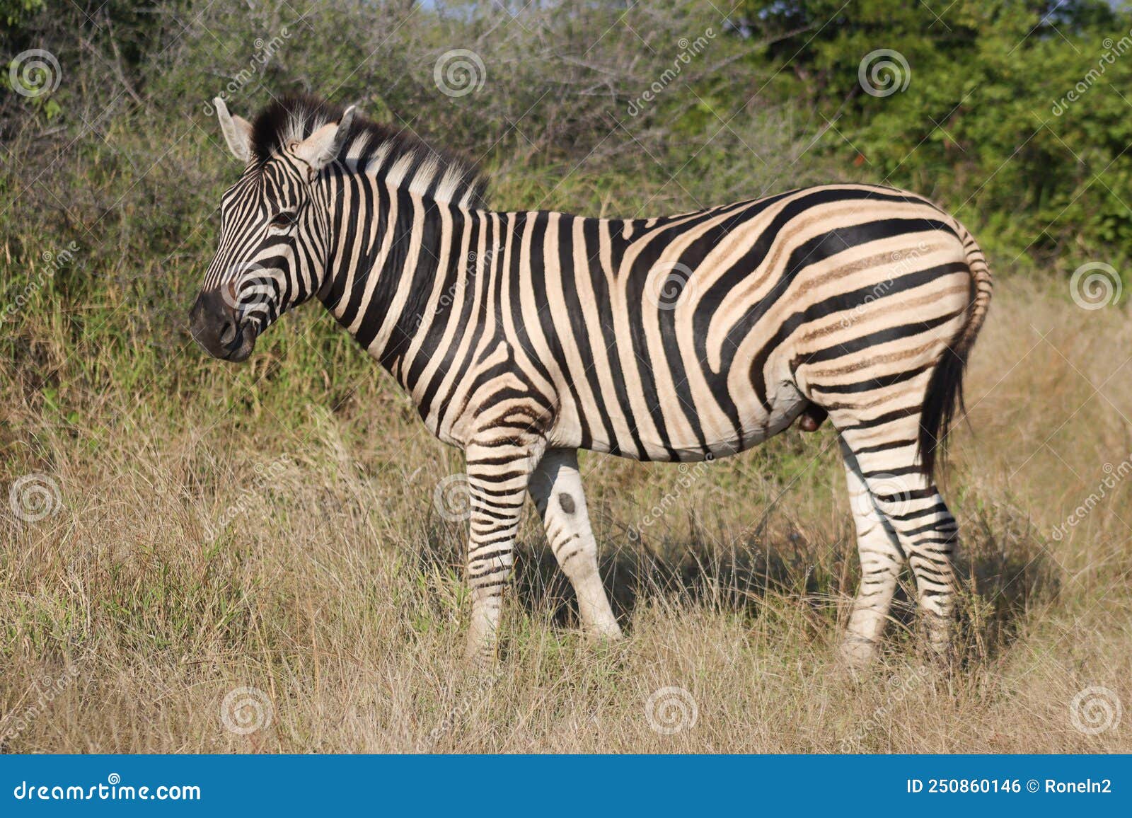 Zebra Symmetry Amazing stock photo. Image of mammal - 250860146