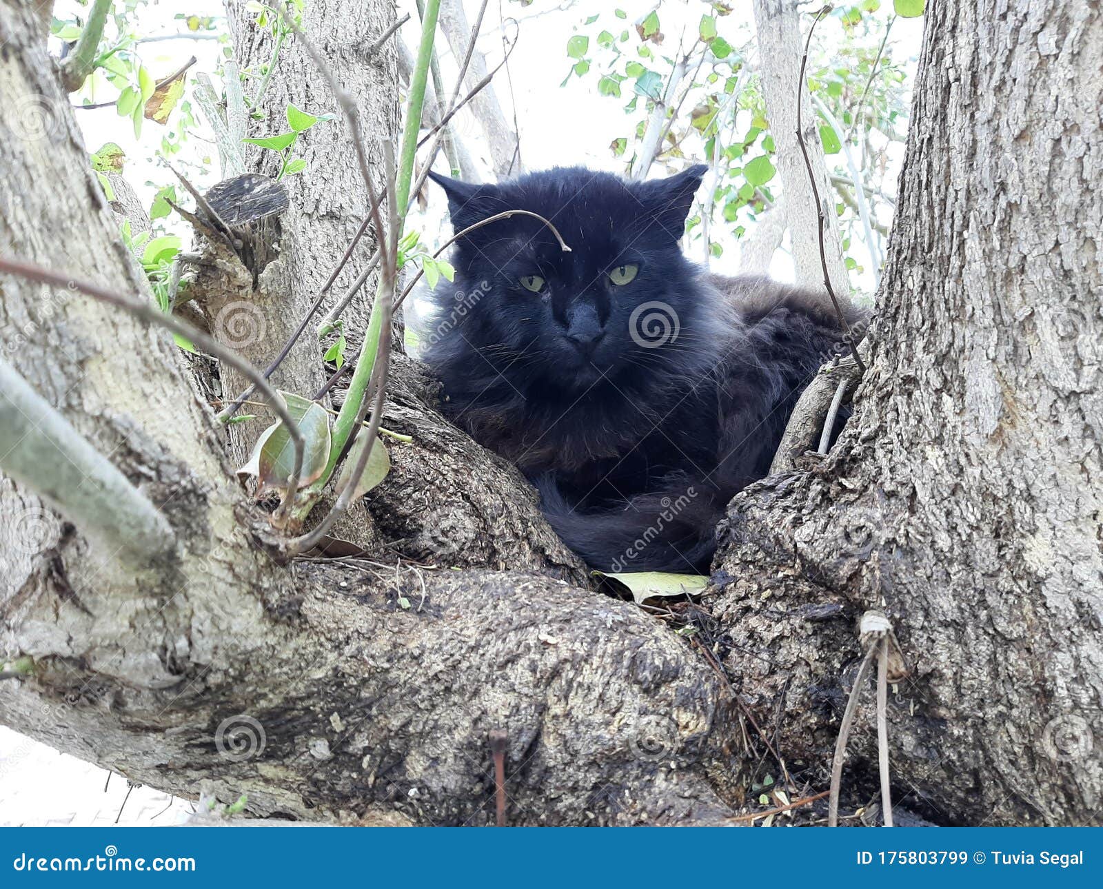 A Sympathetic Black Cat with Green Eyes Stock Image - Image of ...