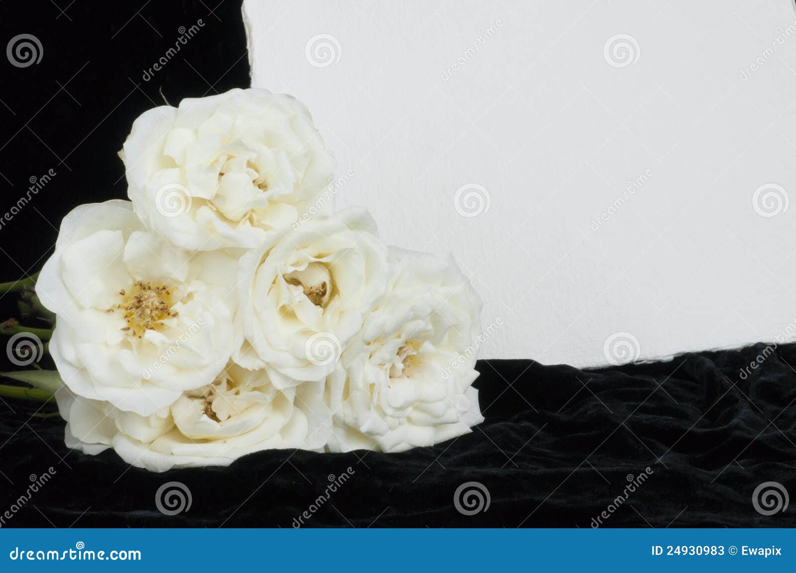 Sympathy Card and White Roses with Copy Space. Stock Image - Image of ...