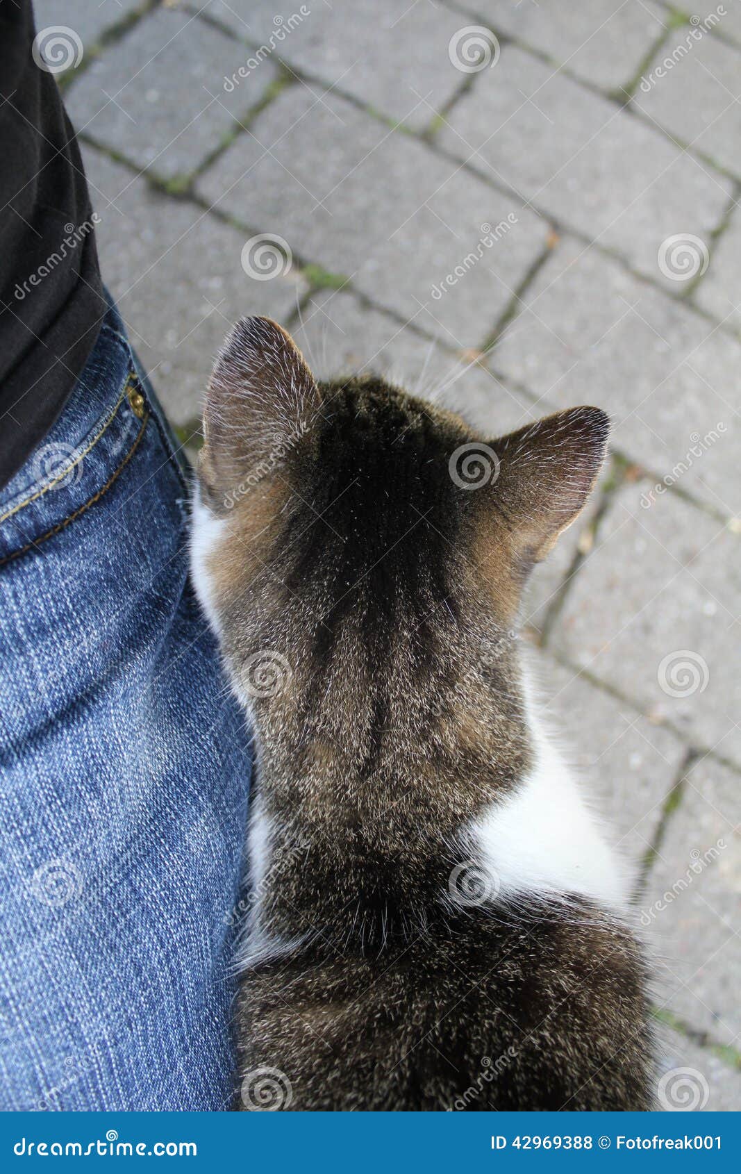 Sympathy of a cat stock photo. Image of sympathy, view - 42969388