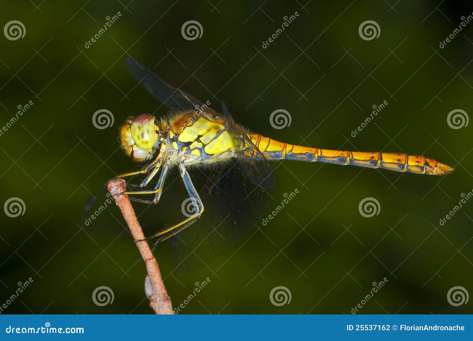 Sympetrum Striolatum / Yellow Dragonfly Stock Photo - Image of creature ...