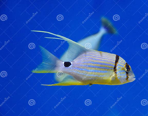 Symphorichthys Spilurus in Aquarium Stock Photo - Image of reef, wild ...