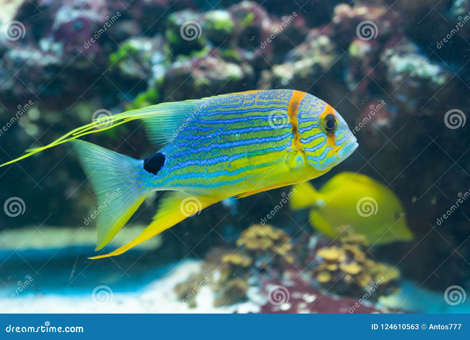 Symphorichthys Spilurus - Sailfin Snapper Stock Image - Image of ...