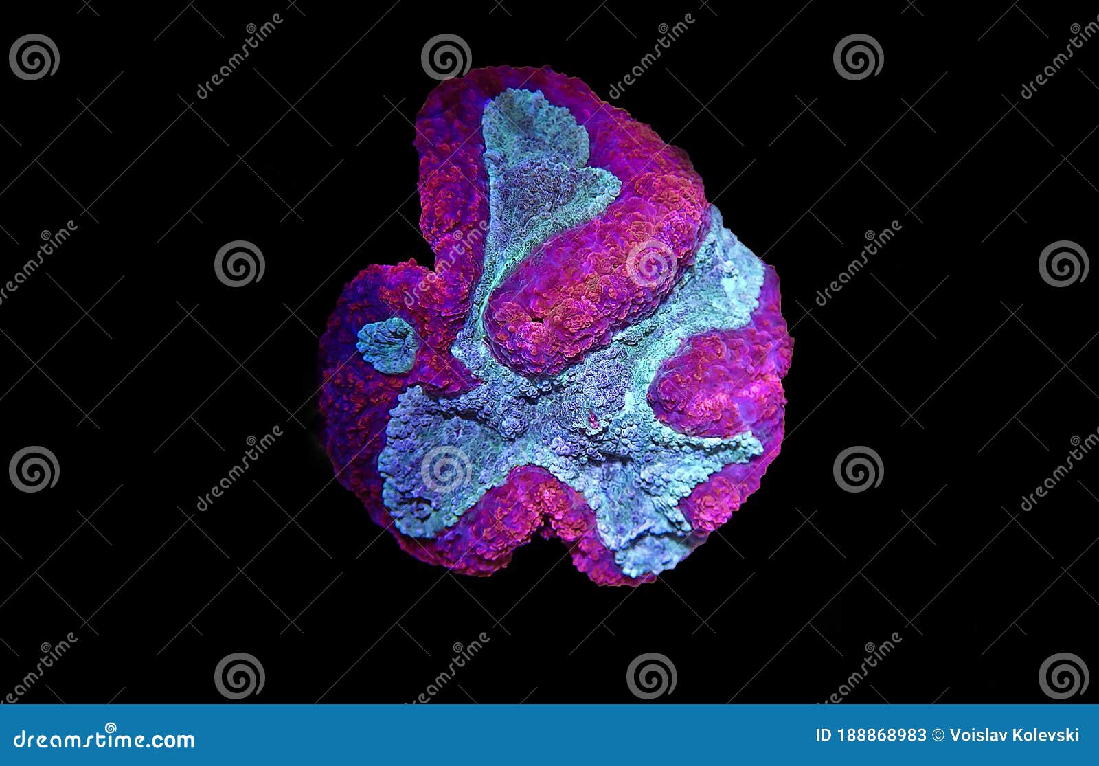 Symphyllia Brain LPS Coral - (Symphyllia Agaricia) Stock Image - Image ...