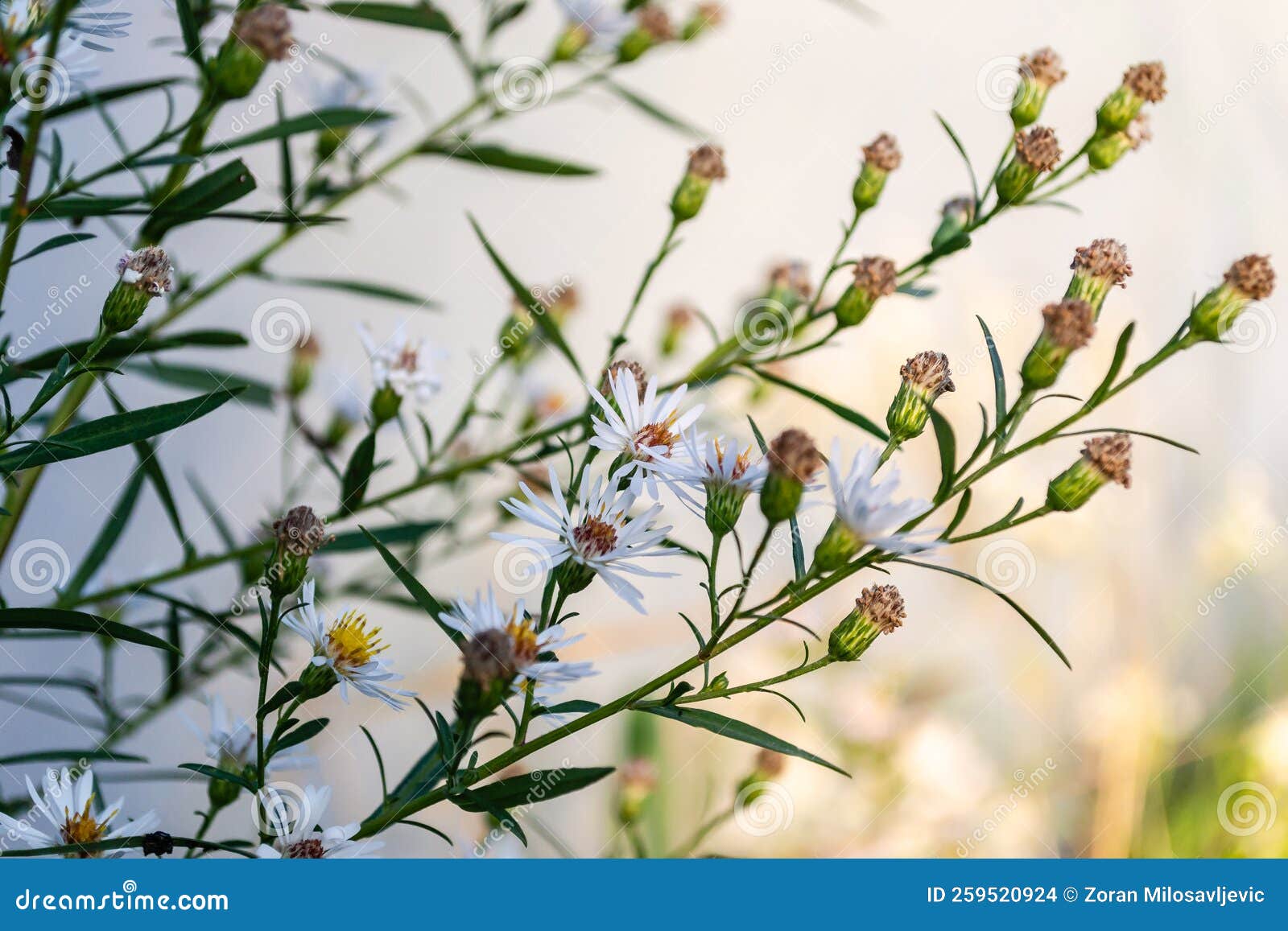 Symphyotrichum Lanceolatum. Lanceolate Aster Blooms in a Lush Bush in a ...