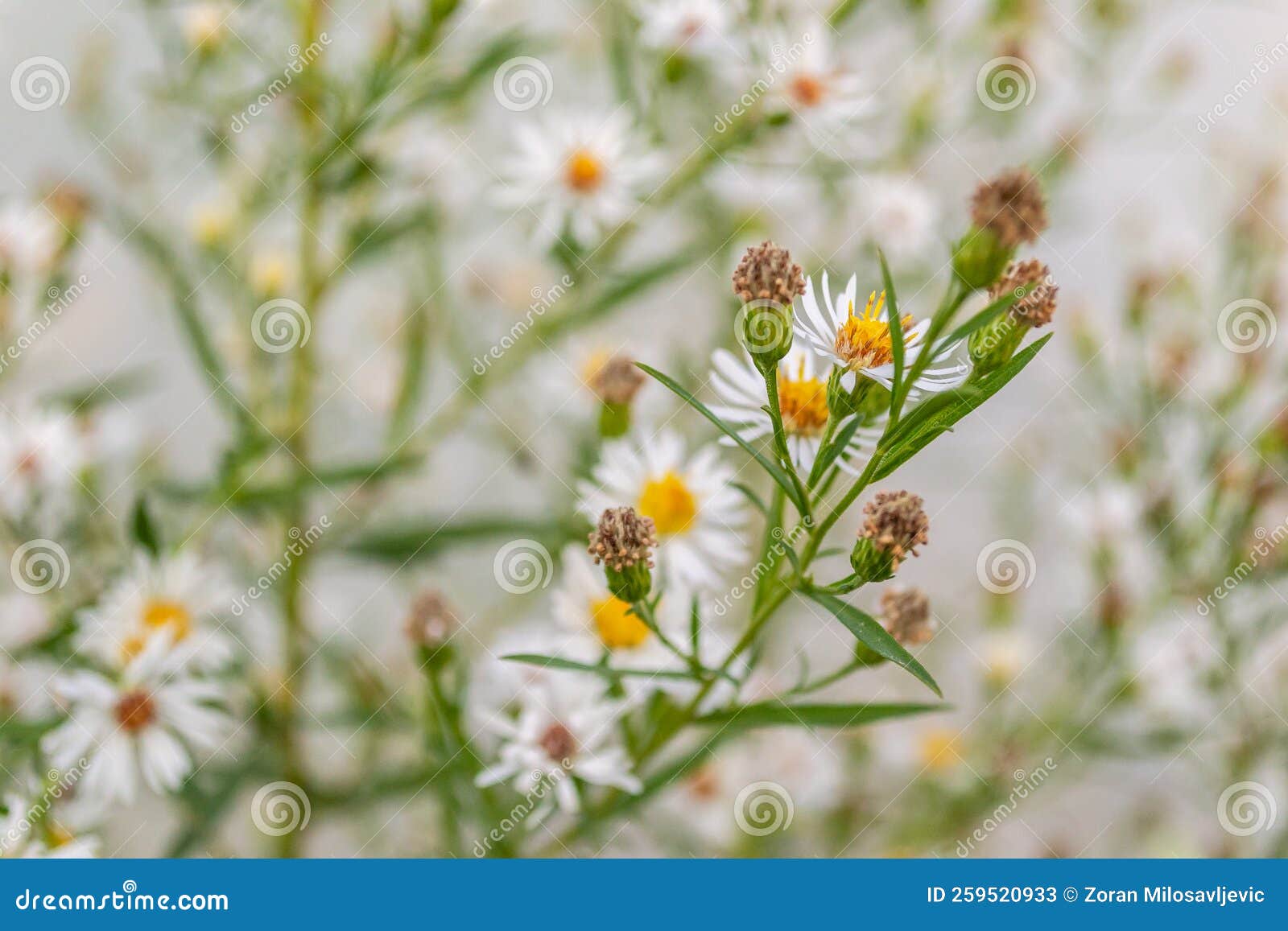 Symphyotrichum Lanceolatum. Lanceolate Aster Blooms in a Lush Bush in a ...