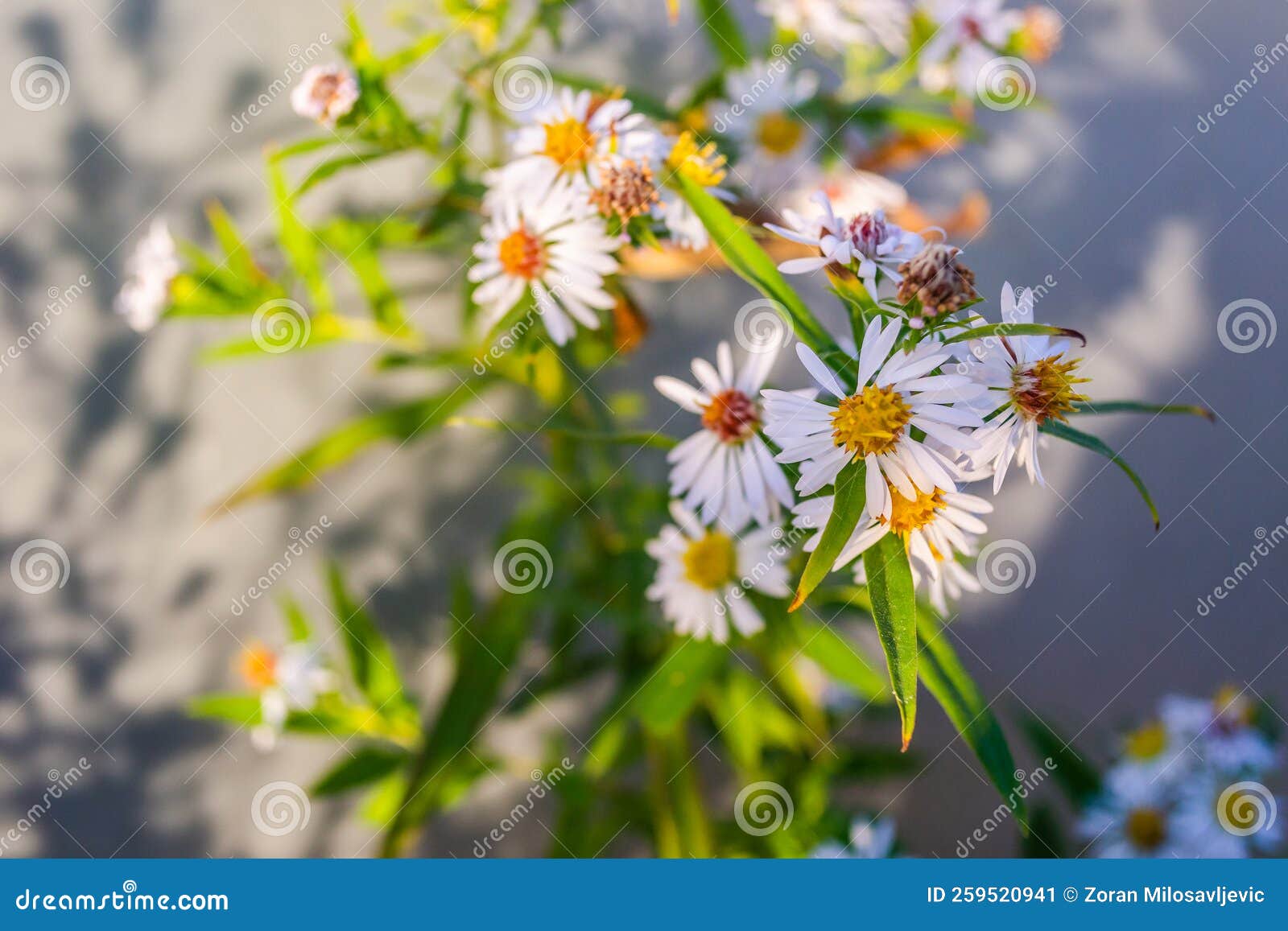 Symphyotrichum Lanceolatum. Lanceolate Aster Blooms in a Lush Bush in a ...