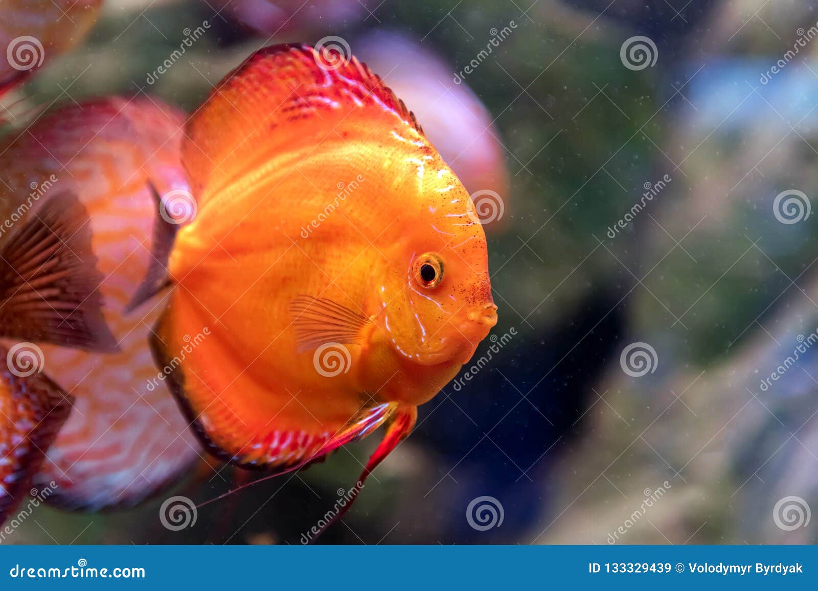 Symphysodon Discus in an Aquarium Stock Image - Image of beauty ...