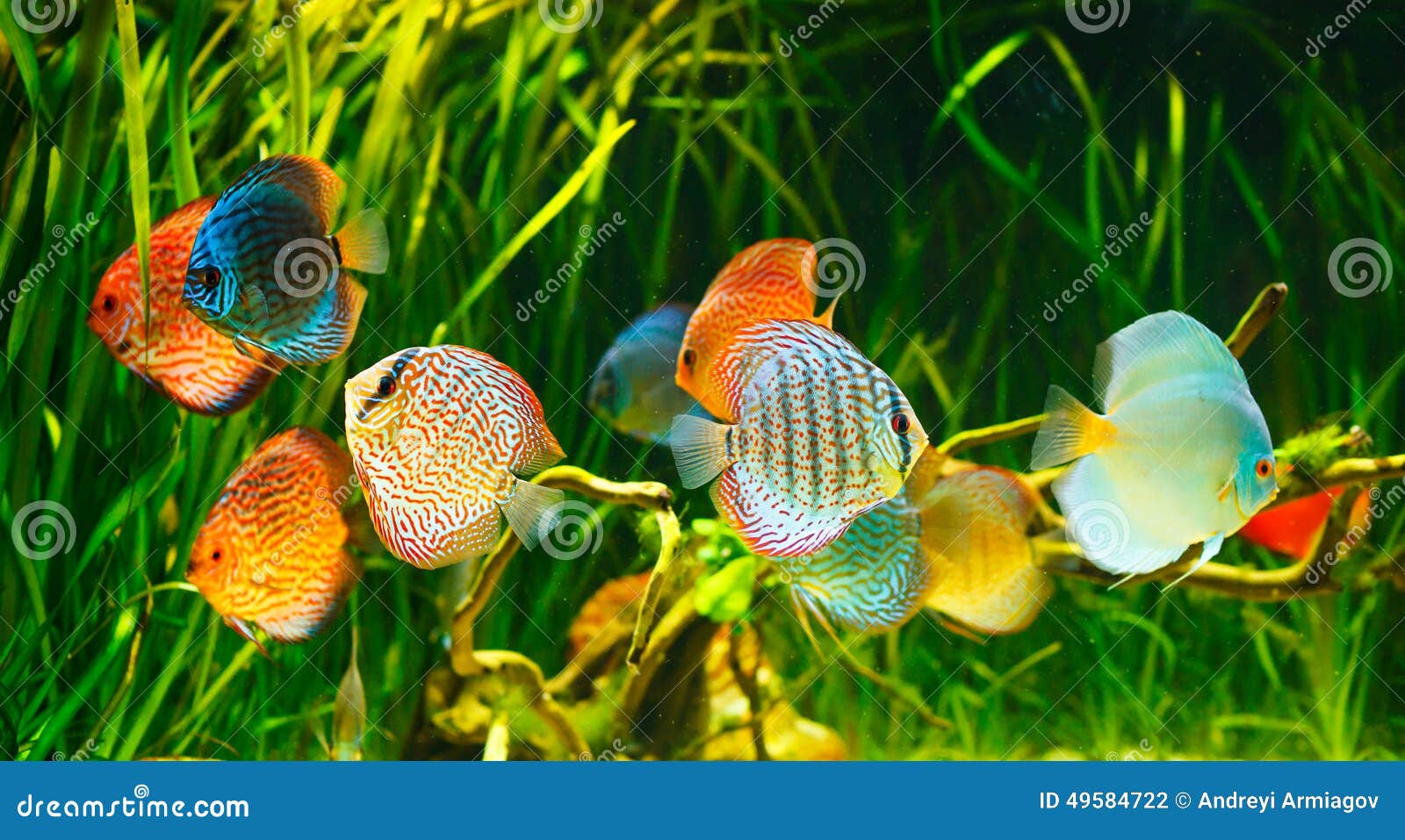 Discus Red Cover Stock Photos - Free & Royalty-Free Stock Photos from ...