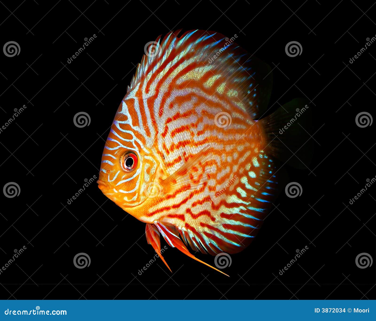 Symphysodon Discus on Black Stock Photo - Image of alive, body: 3872034