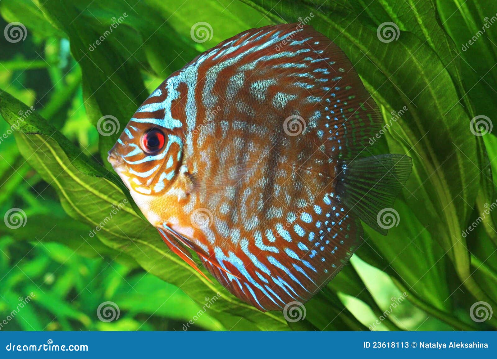 Symphysodon discus fish stock image. Image of aquarium - 23618113