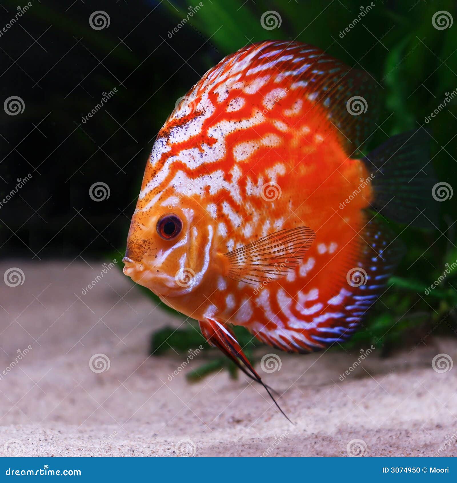 Symphysodon Discus Fish stock photo. Image of body, alive - 3074950