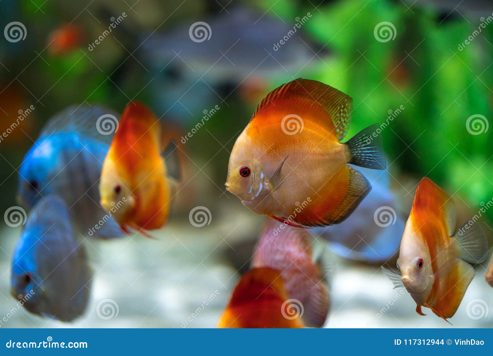 Symphysodon Discus Fish in an Aquarium Stock Photo - Image of ...