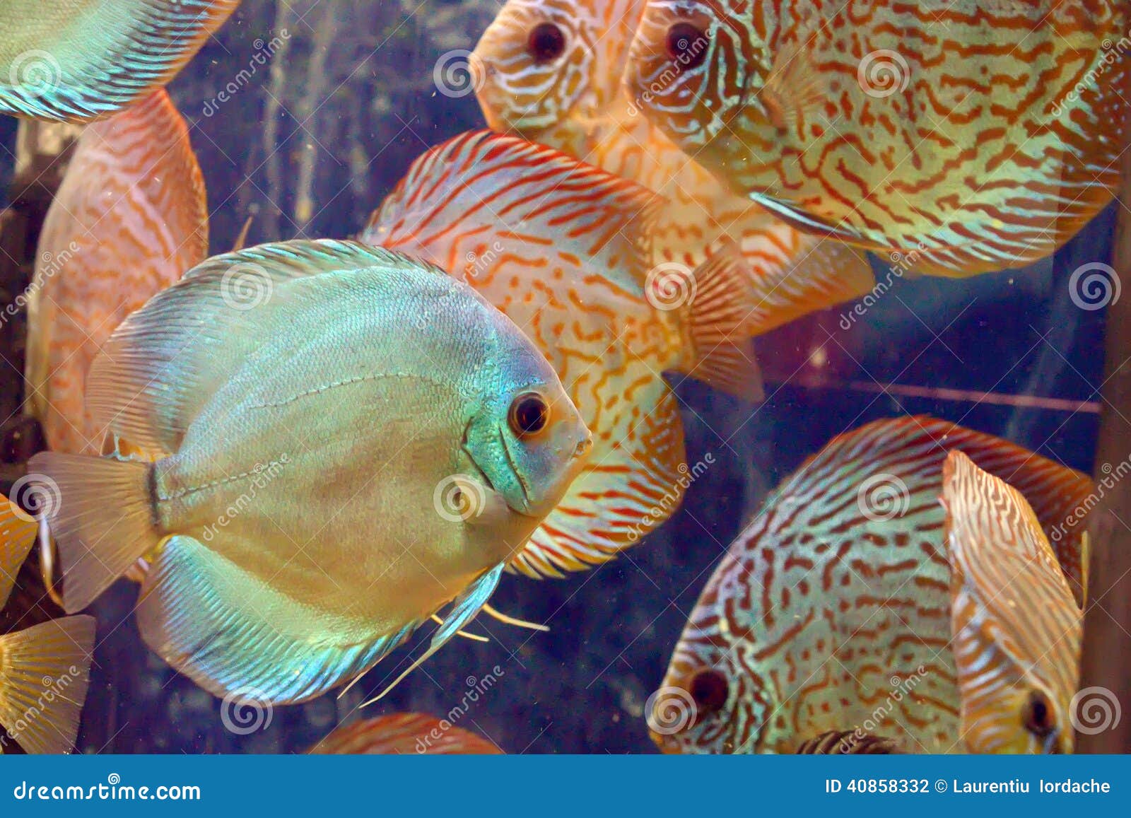 Symphysodon discus fish stock photo. Image of color, plants - 40858332