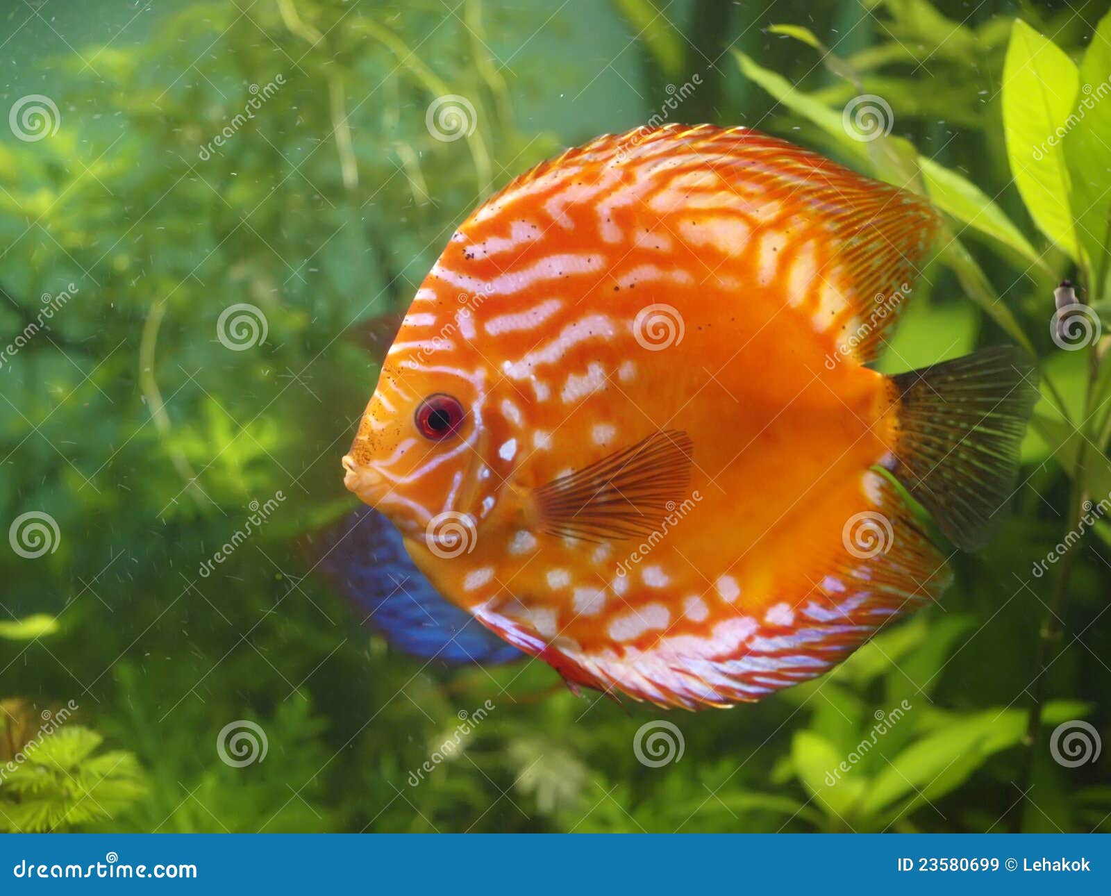 Symphysodon Discus Underwater Stock Image - Image of gravel, beauty ...