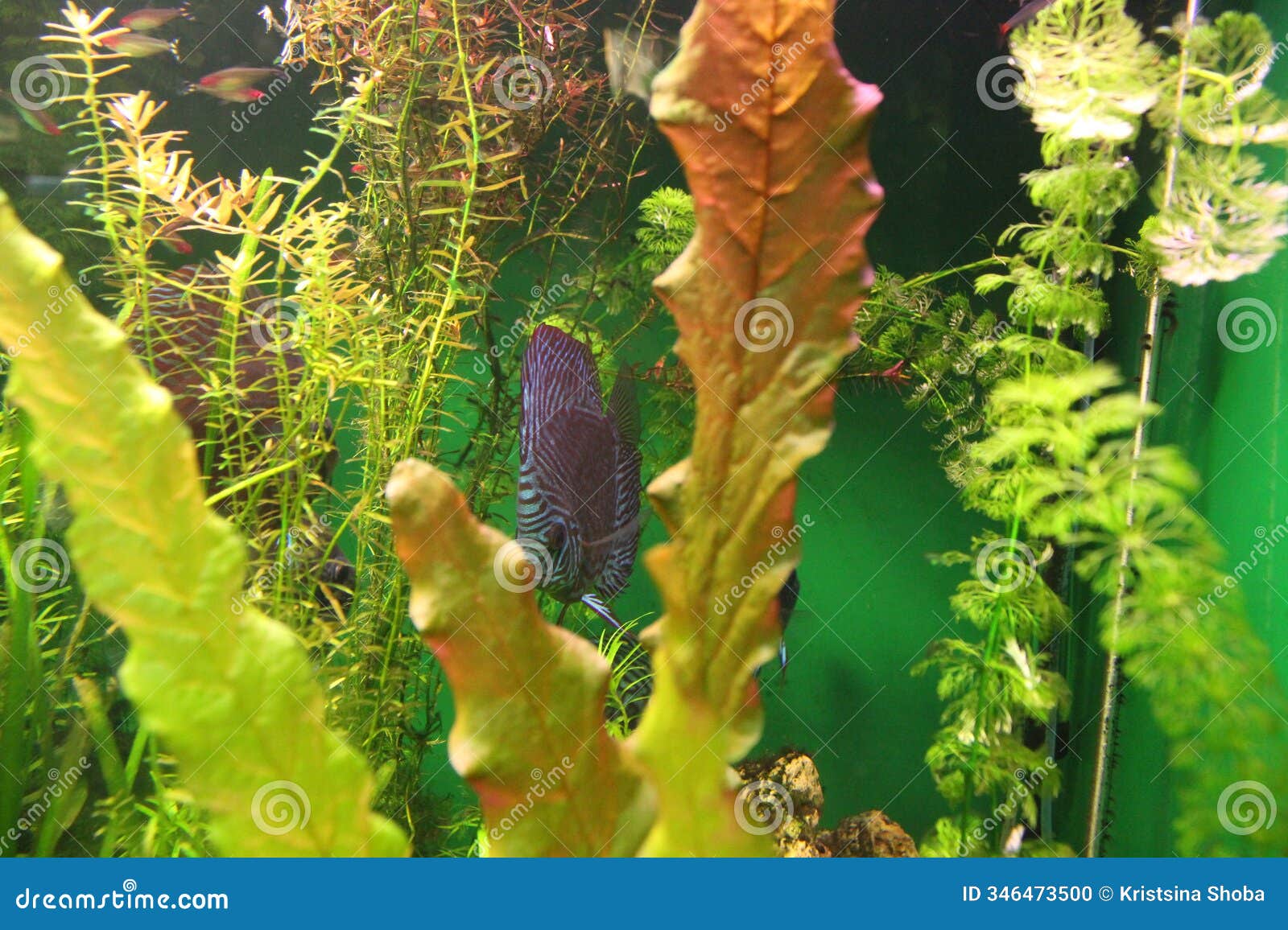 Symphysodon is a Genus of Cichlid Fish Widely Distributed in the Amazon ...