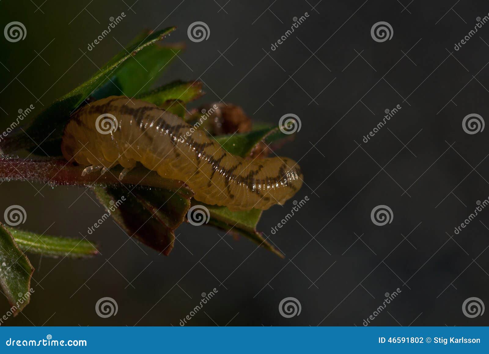 Symphyta stock photo. Image of herbal, insect, background - 46591802