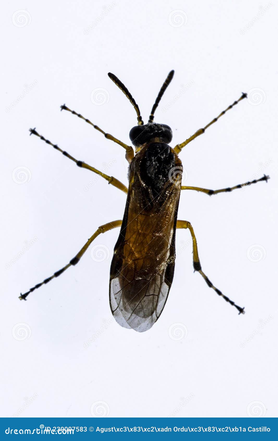 Symphyta are a Suborder of Hymenoptera, Probably Paraphyletic. Stock ...
