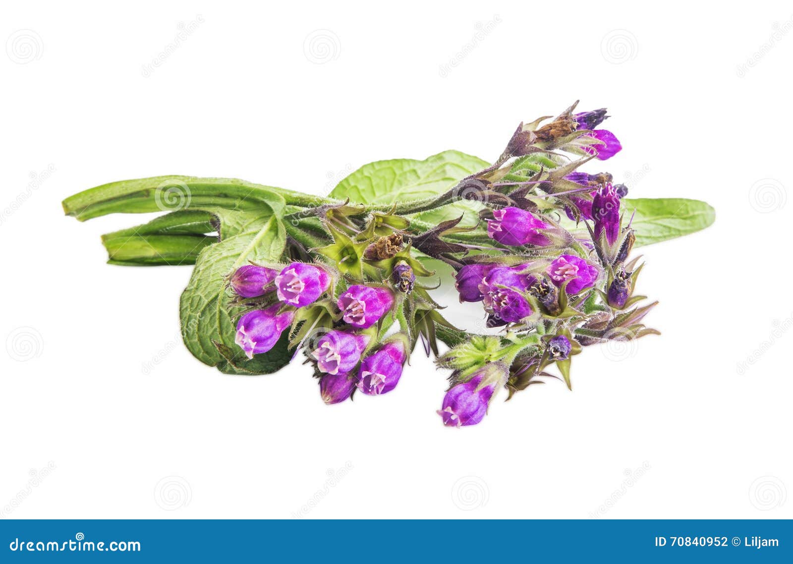 Symphytum.Comfrey Medicinal Plant Isolated Stock Photo - Image of ...