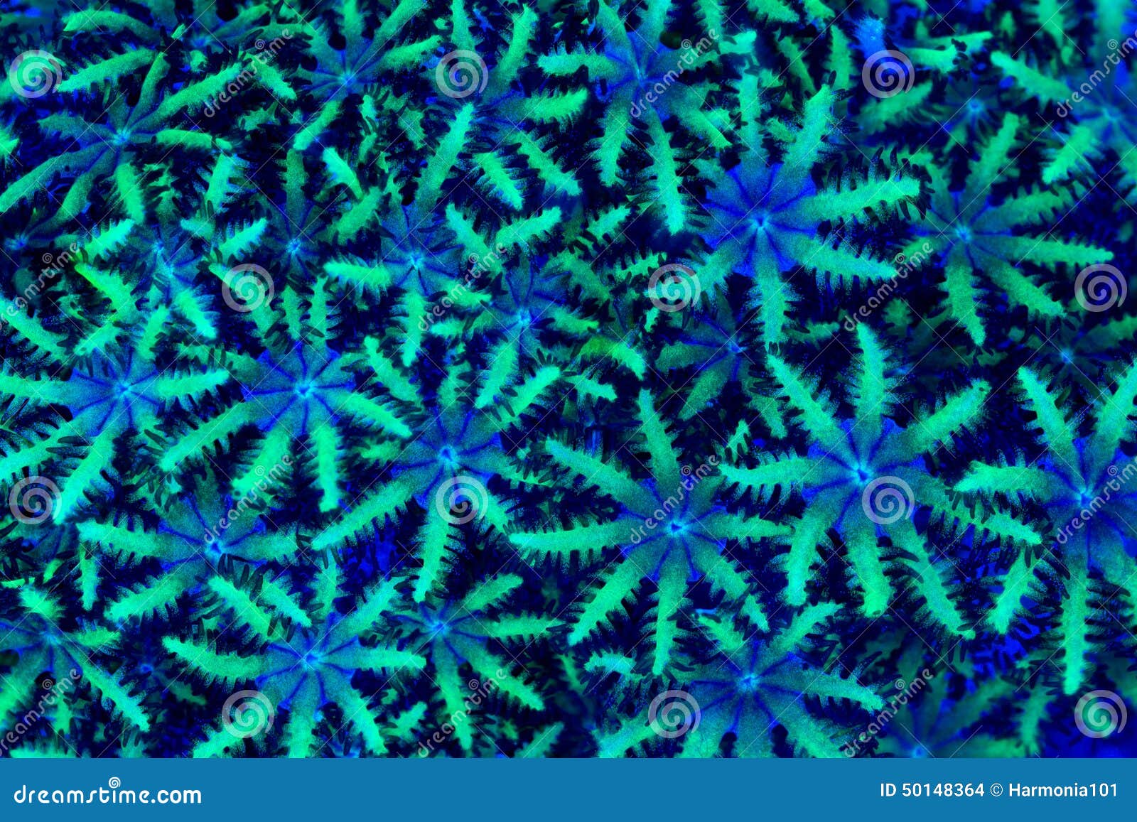 Sympodium coral polyps stock photo. Image of diversity - 50148364