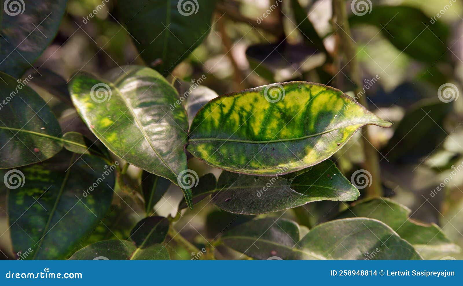 Symptom of Citrus Leaf from Trace Element Deficiency Stock Photo ...
