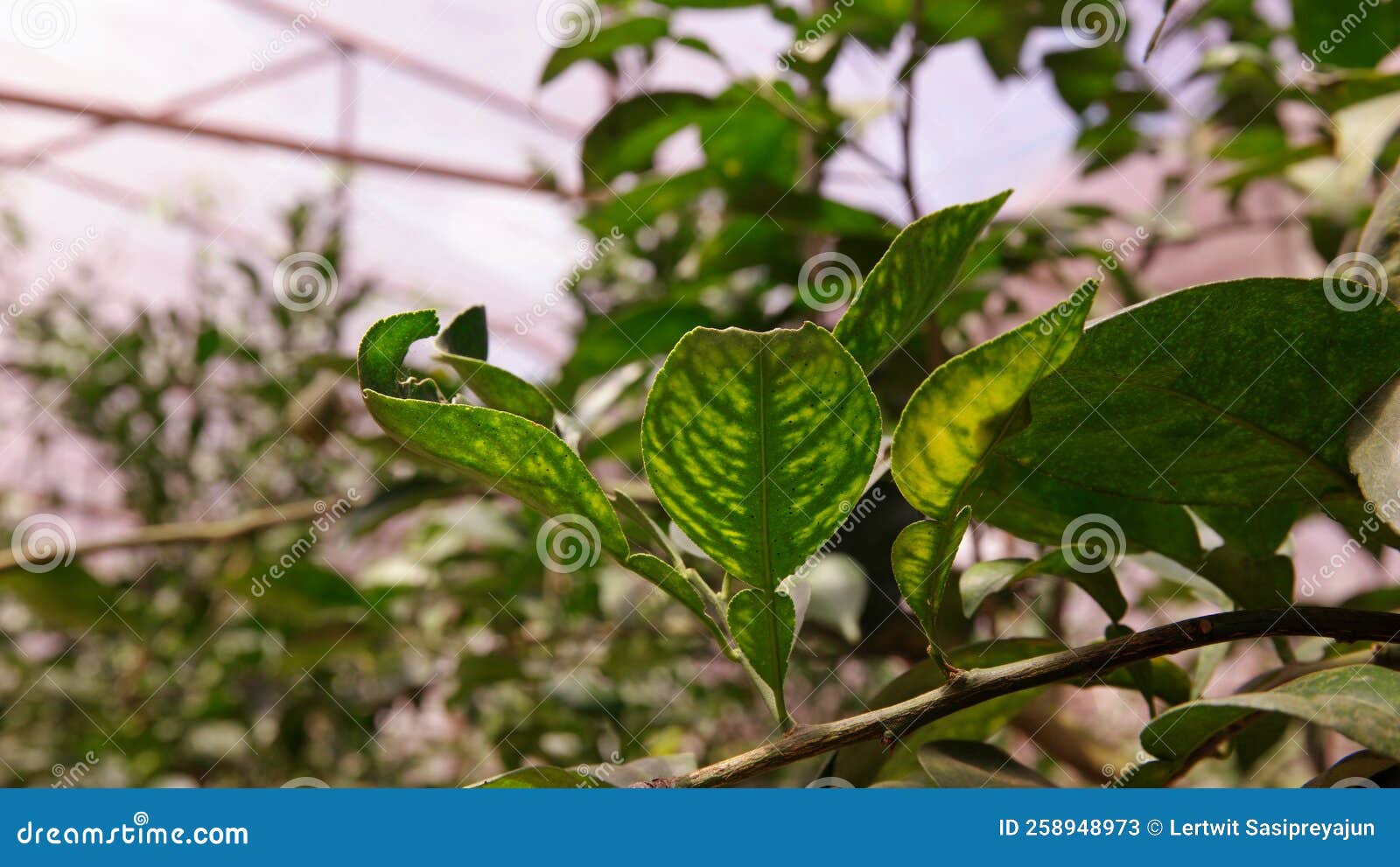Symptom of Citrus Leaf from Trace Element Deficiency Stock Image ...