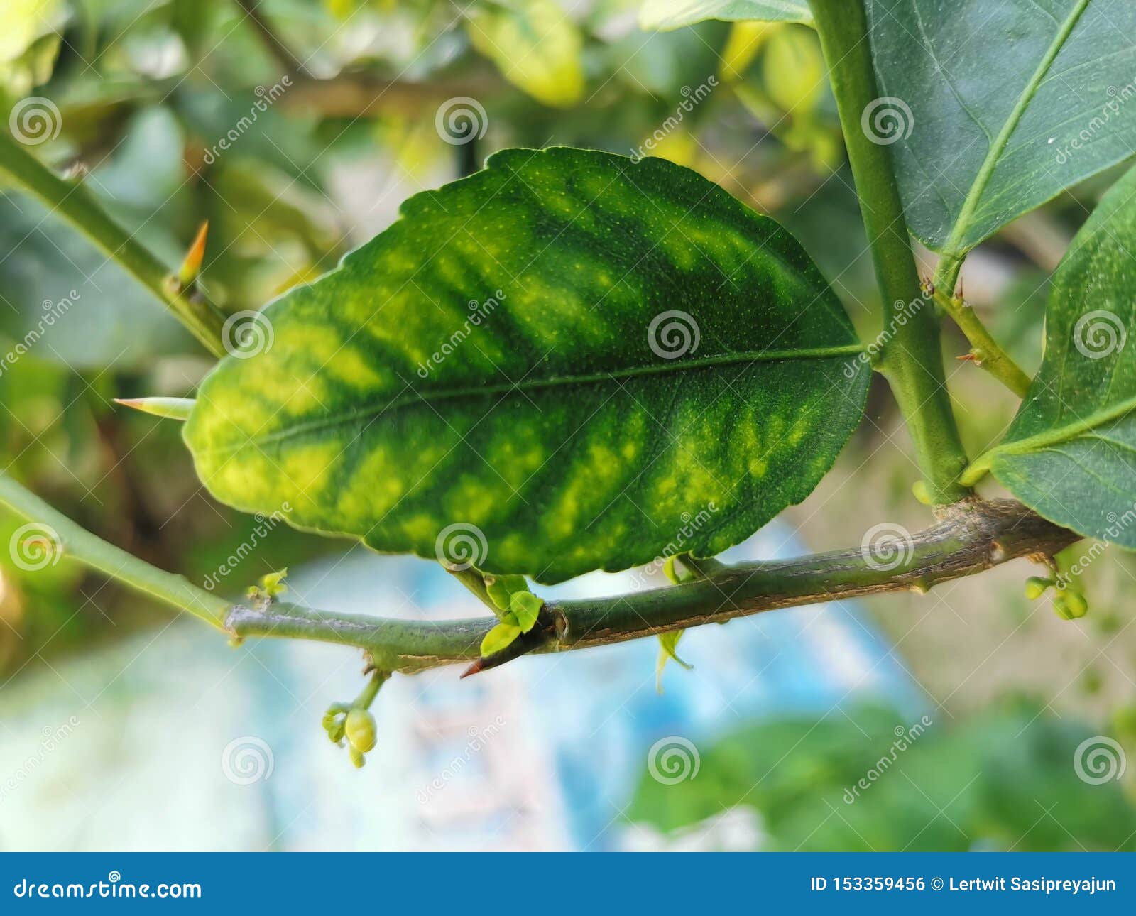 Symptomen Van Tekort Aan Sporenelementen Op Het Bladblad Stock Foto ...