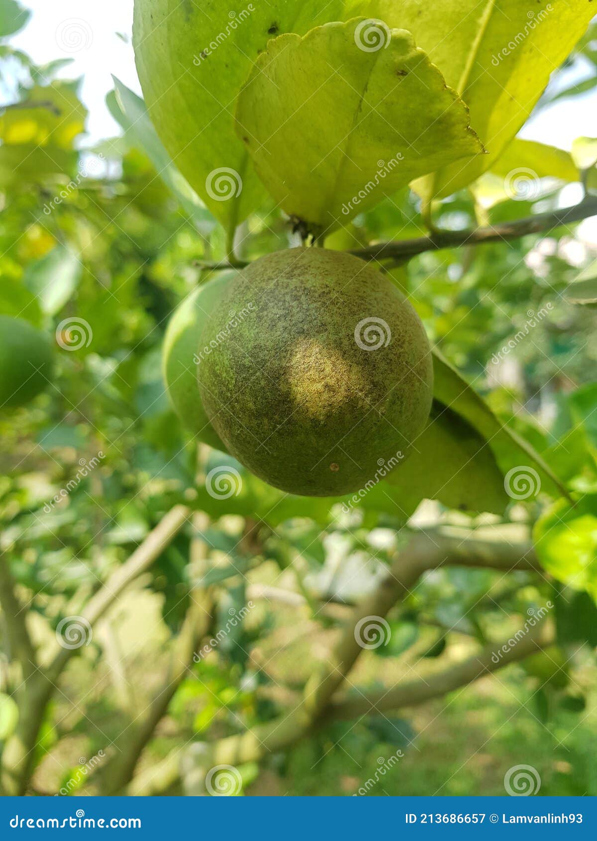 Rust Of The Fruit Trees. Fungus, Fruit Tree Disease, Plum Leaves ...